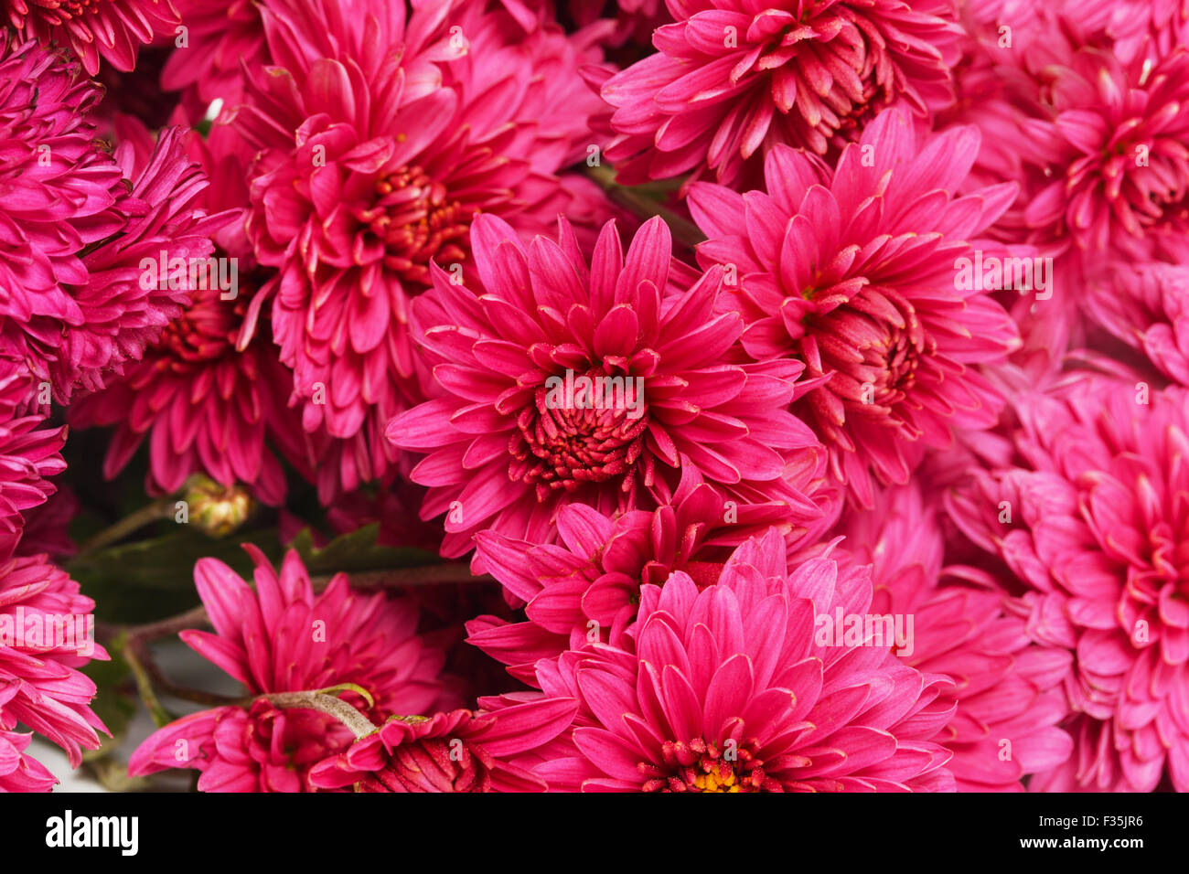 Crisantemo bordeaux immagini e fotografie stock ad alta risoluzione - Alamy