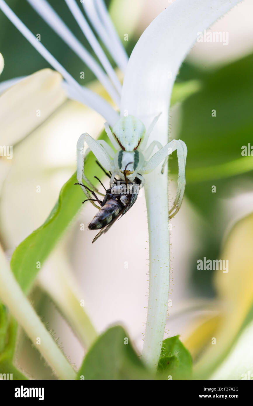 Mosca ragno immagini e fotografie stock ad alta risoluzione - Alamy