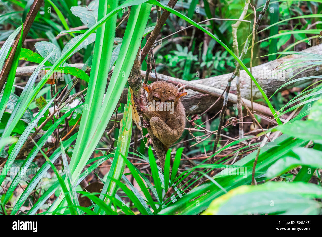 Philippine tarsier immagini e fotografie stock ad alta risoluzione - Alamy