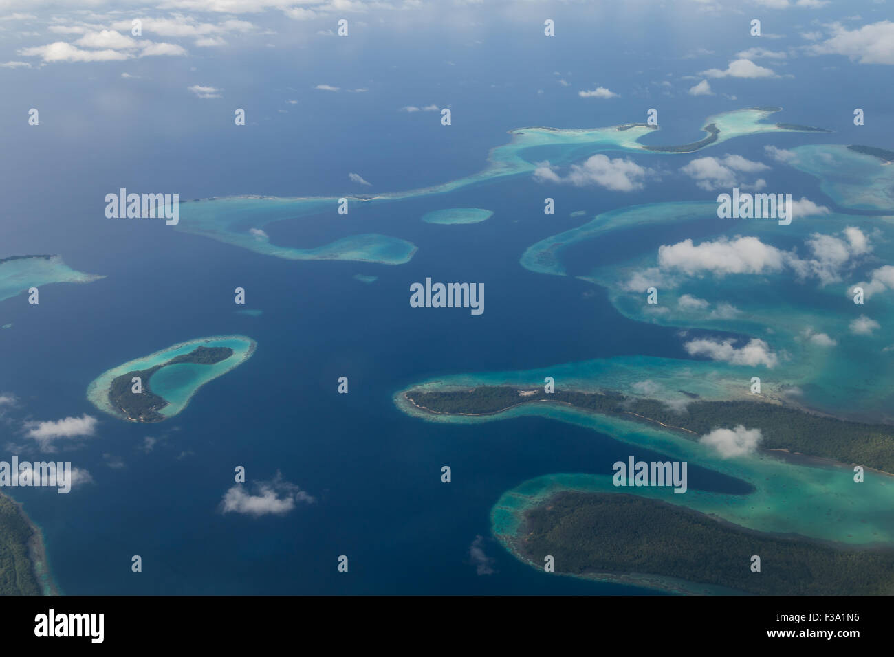 Uccelli delle isole salomone immagini e fotografie stock ad alta ...