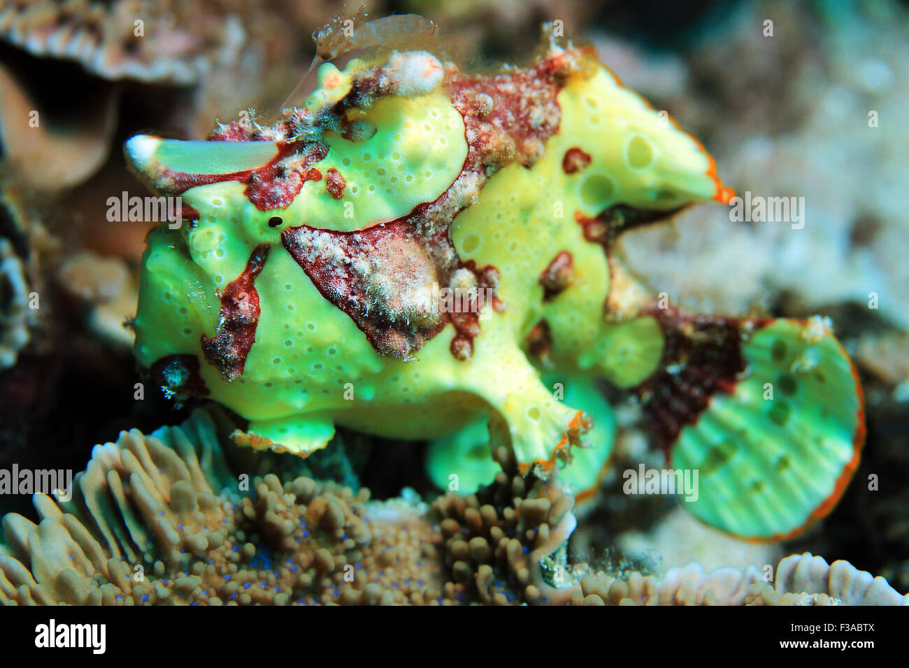 Antennarius maculatus immagini e fotografie stock ad alta risoluzione ...