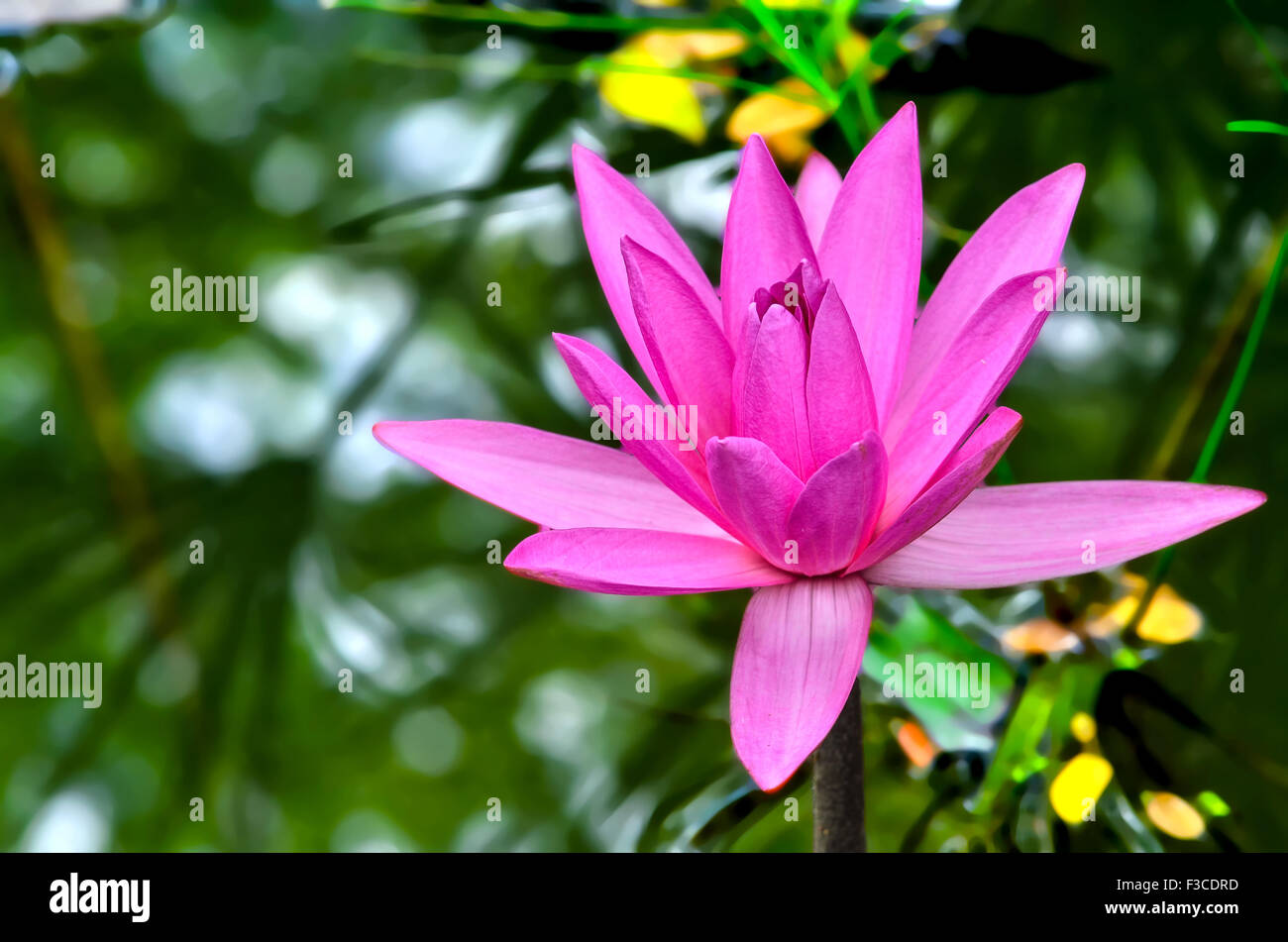 Ninfea rosa immagini e fotografie stock ad alta risoluzione - Alamy