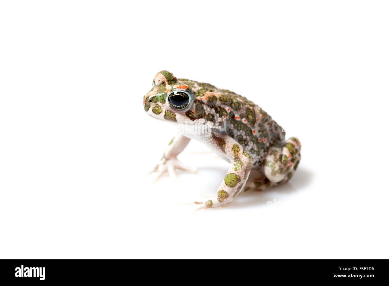 Sfondo bianco rana immagini e fotografie stock ad alta risoluzione - Alamy