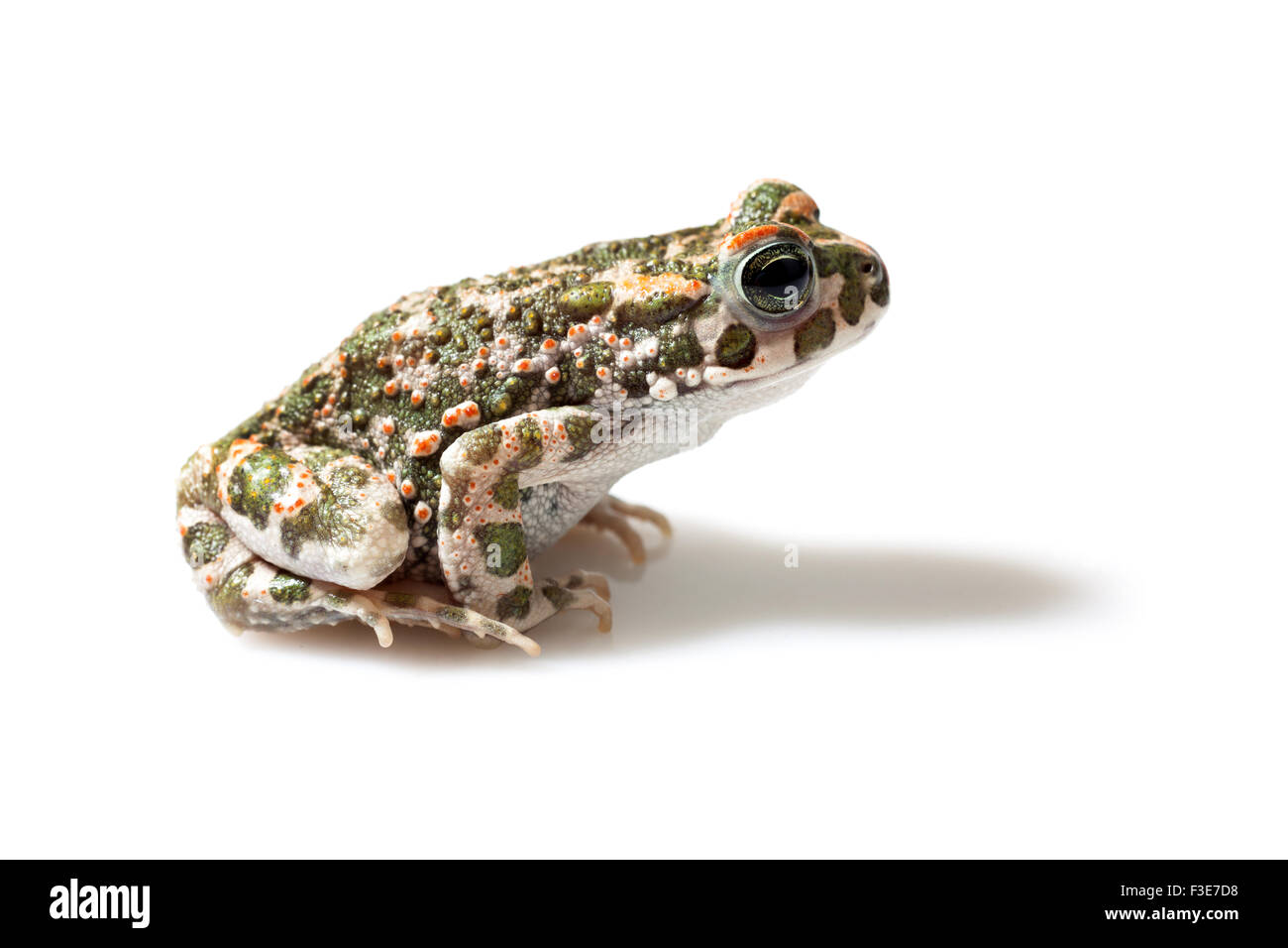 Sfondo bianco rana immagini e fotografie stock ad alta risoluzione - Alamy