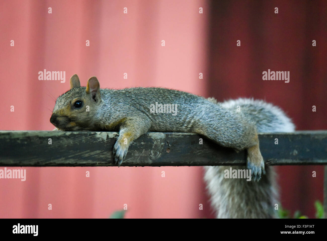 Ramo pigro immagini e fotografie stock ad alta risoluzione - Alamy