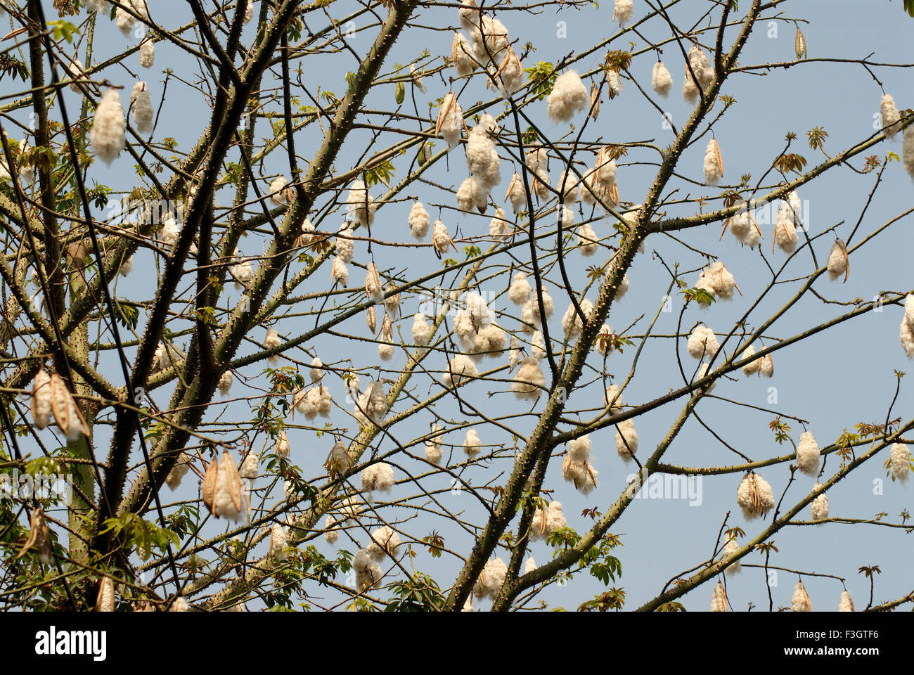 Albero savar immagini e fotografie stock ad alta risoluzione - Alamy