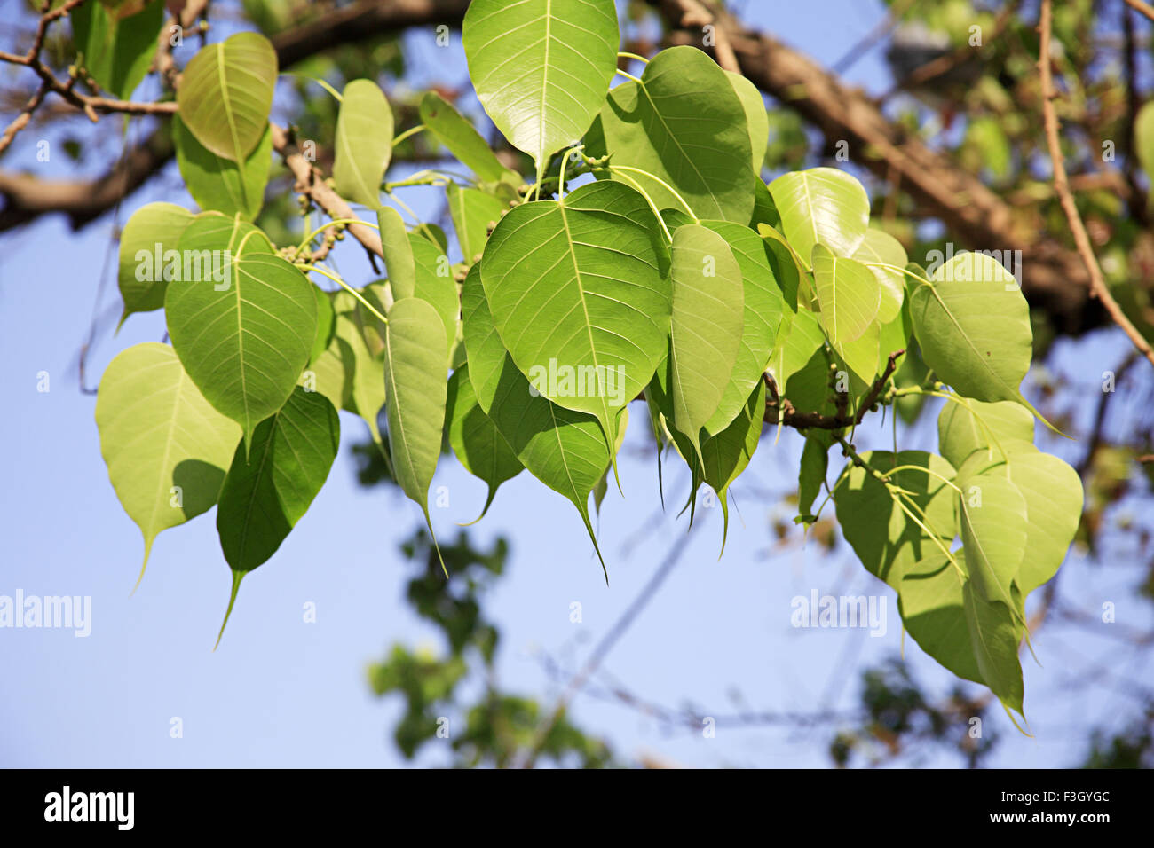 Pippal tree, Peepal tree, Ficus religiosa, fico sacro, bodhi tree ...
