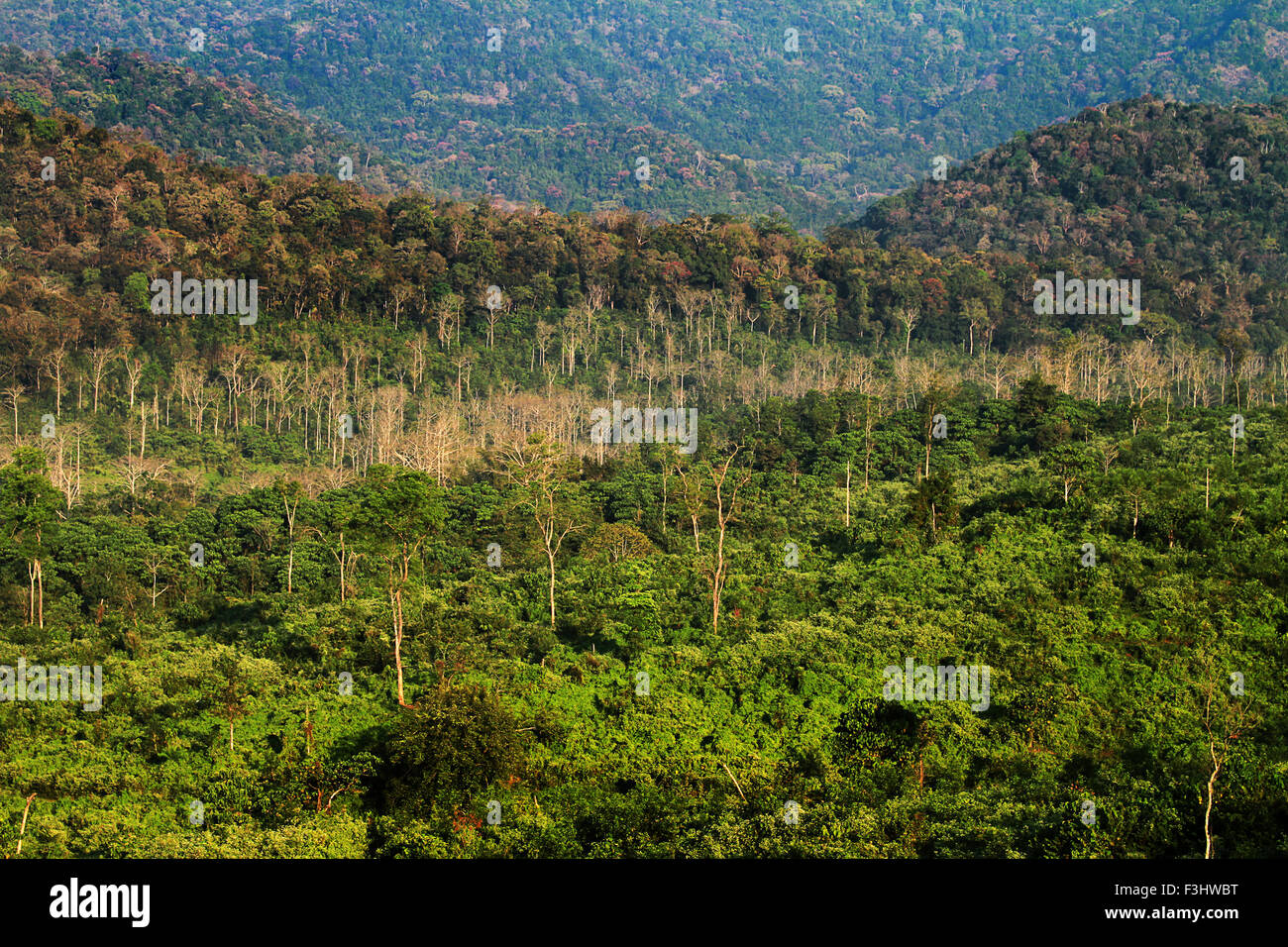 Vista verde del fondo delle piante degli alberi forestali della foresta ...