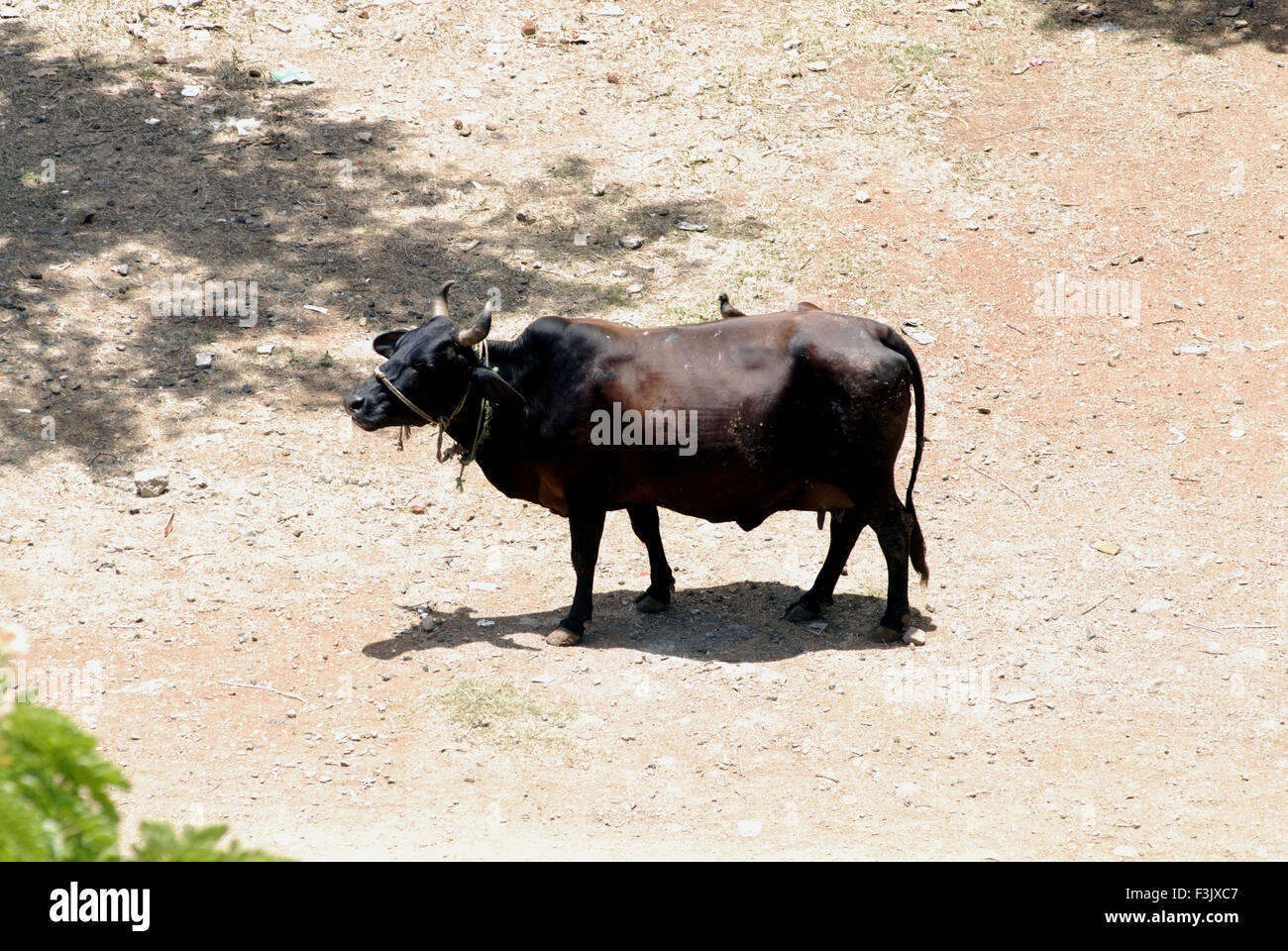 Mucca addomesticata immagini e fotografie stock ad alta risoluzione - Alamy