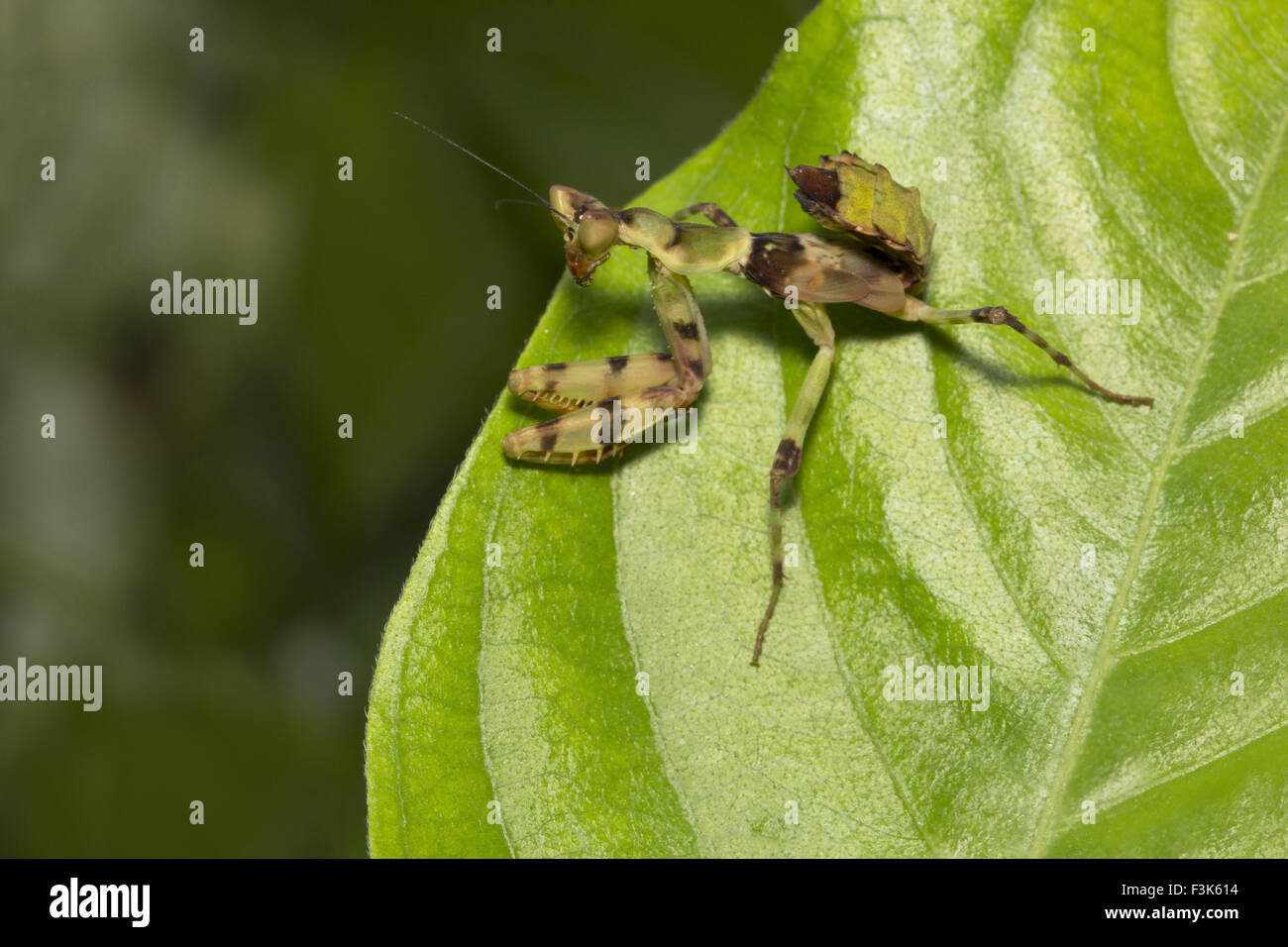 Mantide religiosa india immagini e fotografie stock ad alta risoluzione ...