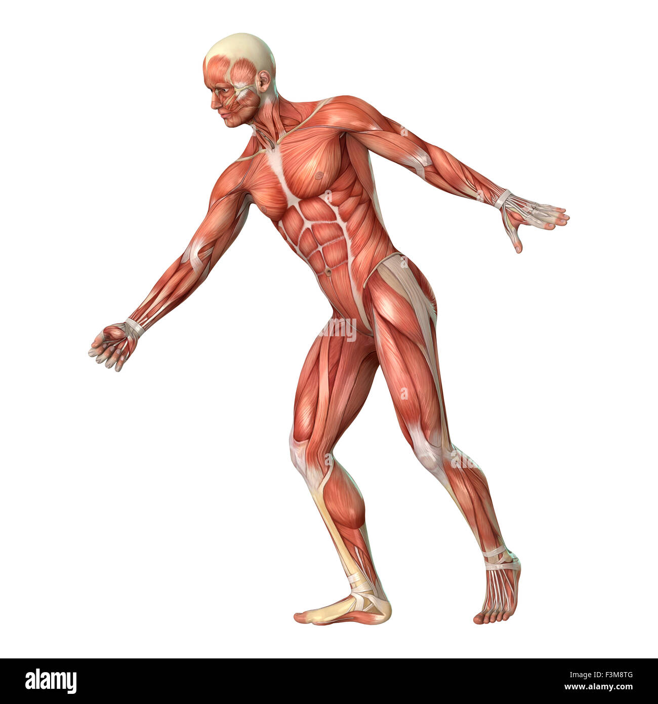 3D render digitale di una anatomia maschile figura con muscoli mappa ...