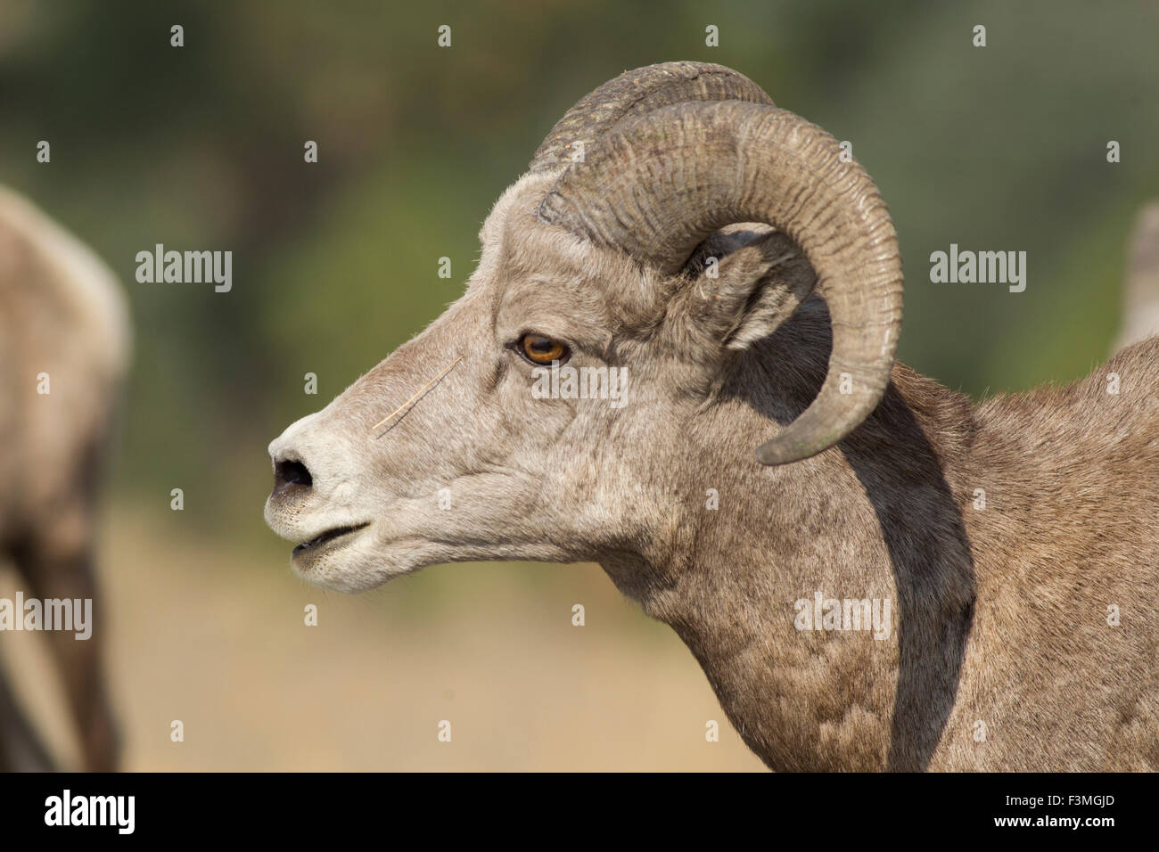 Maschio delle pecore bighorn immagini e fotografie stock ad alta ...