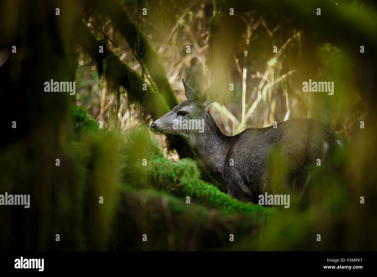 Cervo dalla coda nera odocoileus hemionus columbianus nella fitta ...