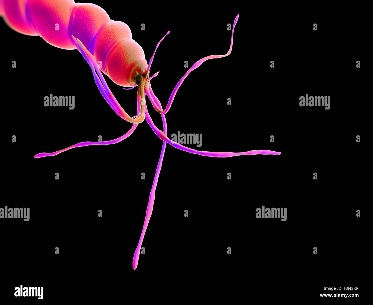 Campylobacter pylori immagini e fotografie stock ad alta risoluzione ...