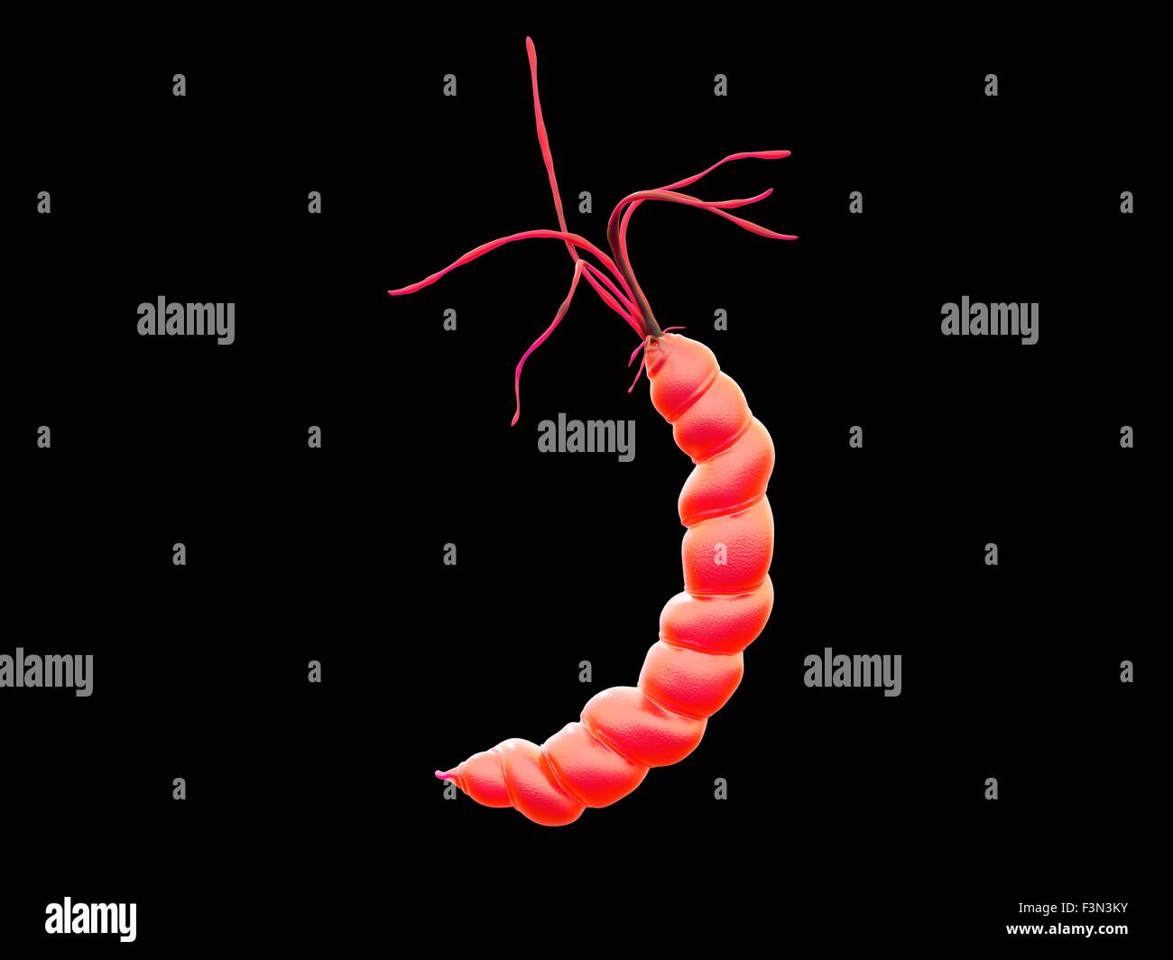 Campylobacter pylori immagini e fotografie stock ad alta risoluzione ...