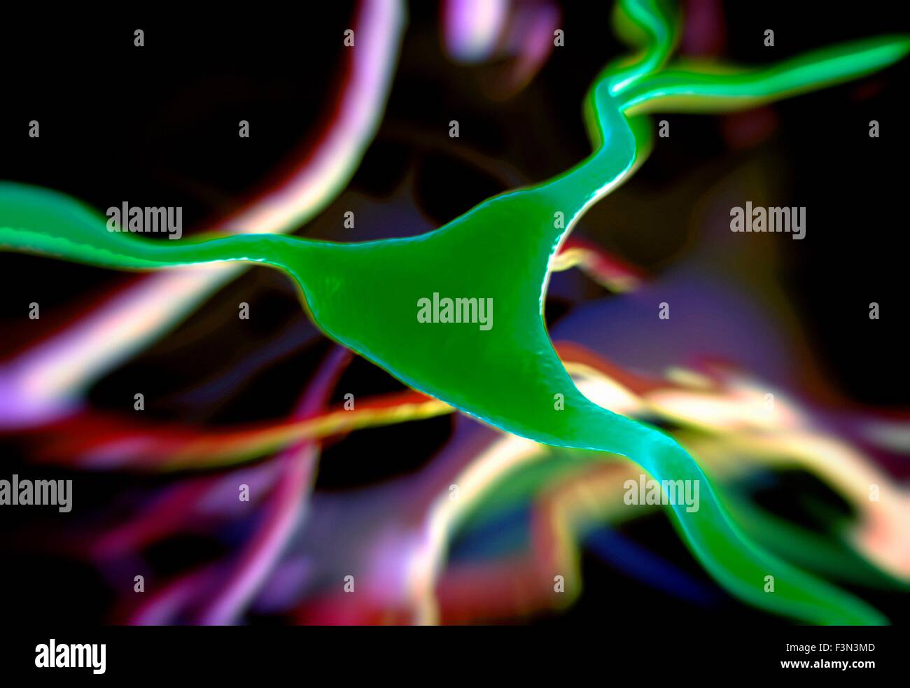 Cellula nervosa della corteccia cerebrale immagini e fotografie stock ...