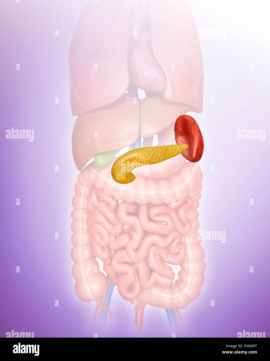 Pancreas e milza immagini e fotografie stock ad alta risoluzione - Alamy