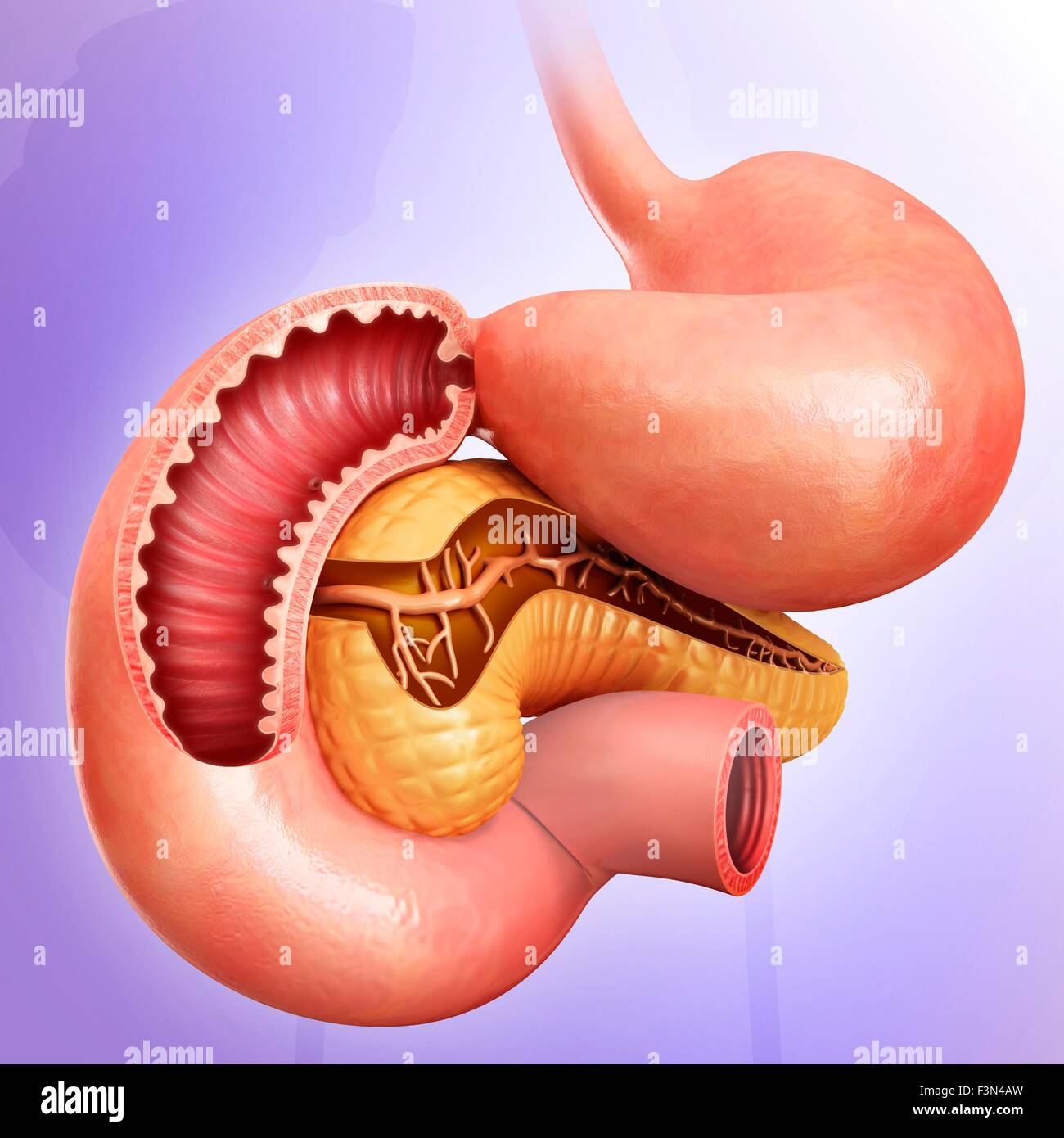 Intestino tenue di stomaco immagini e fotografie stock ad alta ...