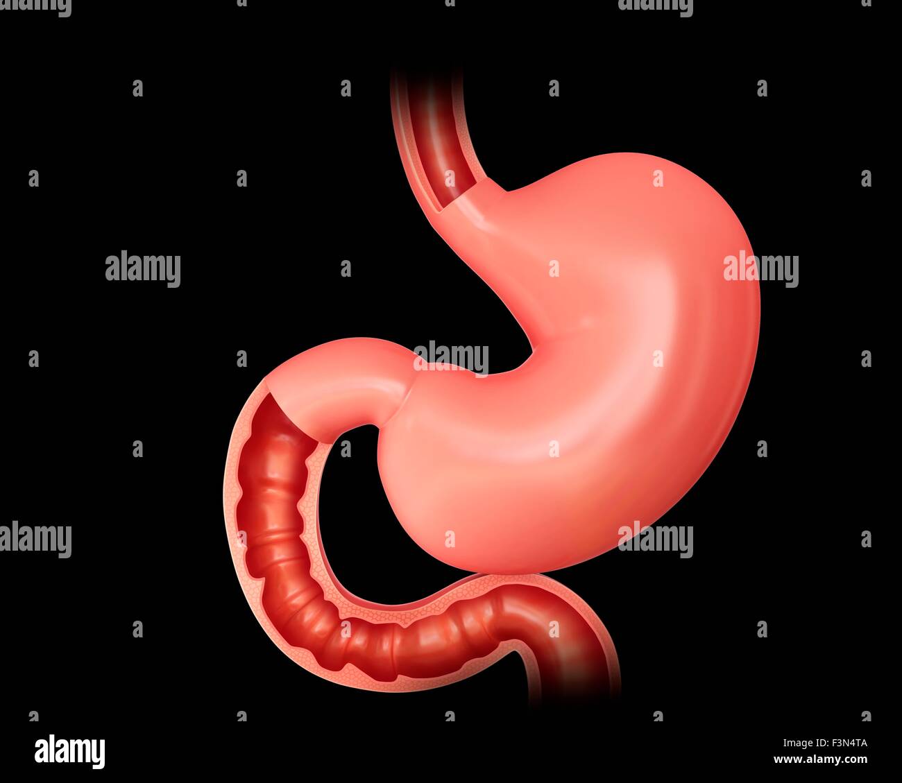 Intestino tenue di stomaco immagini e fotografie stock ad alta ...