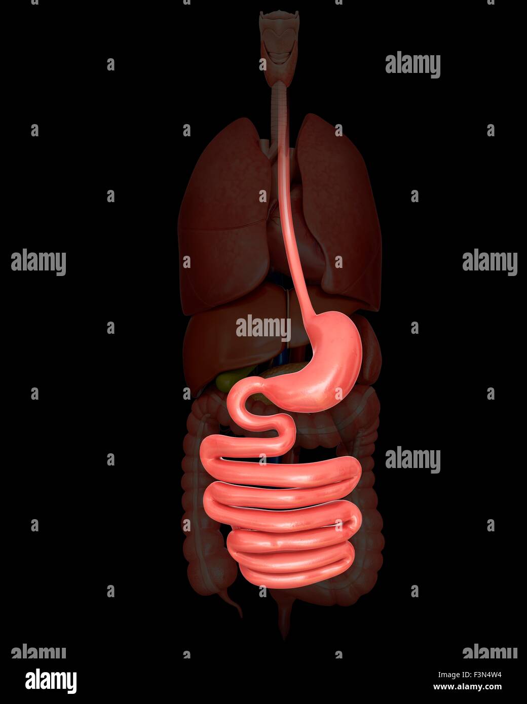 Intestino tenue di stomaco immagini e fotografie stock ad alta ...