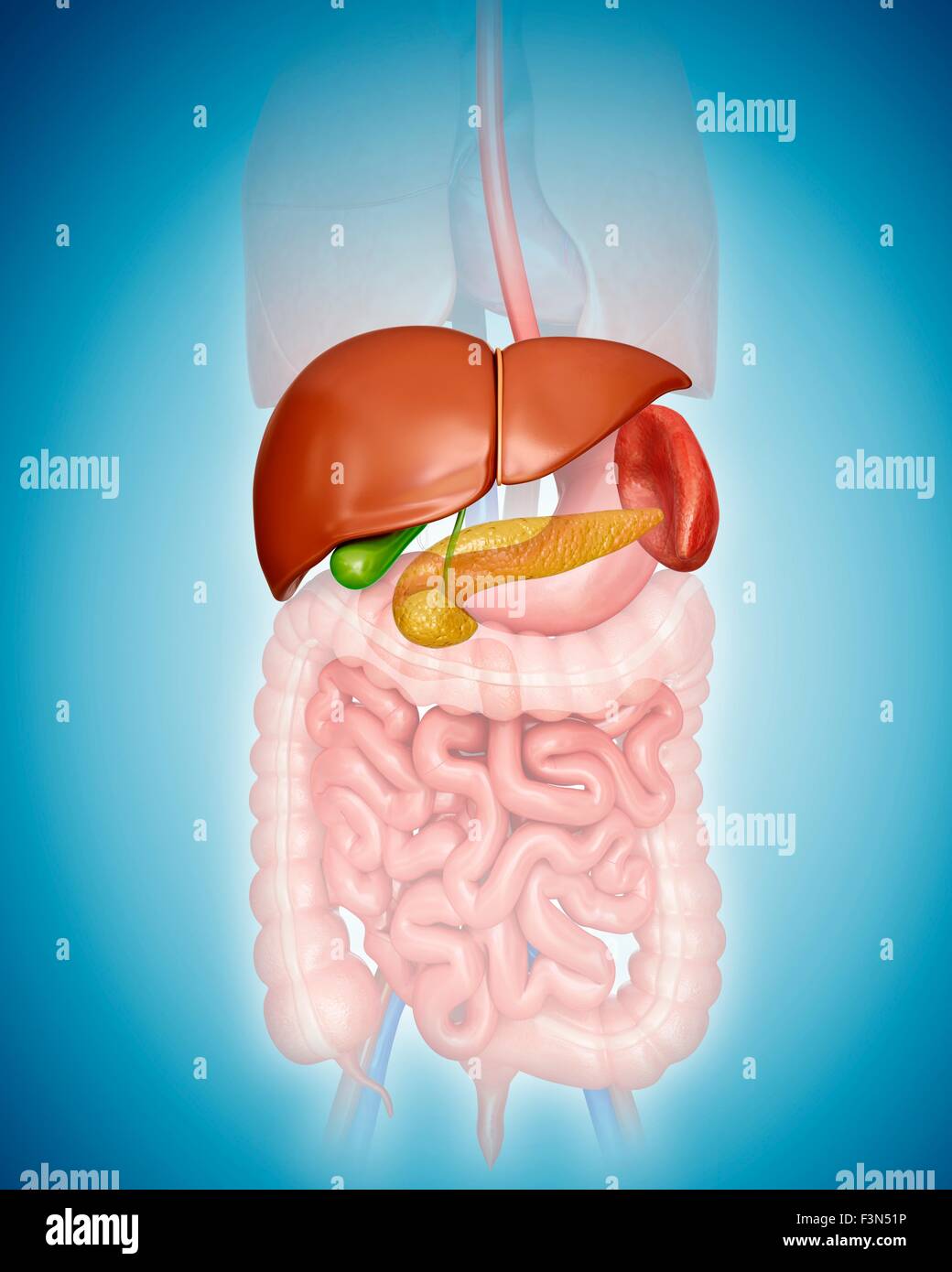 Anatomia del fegato e del pancreas immagini e fotografie stock ad alta ...