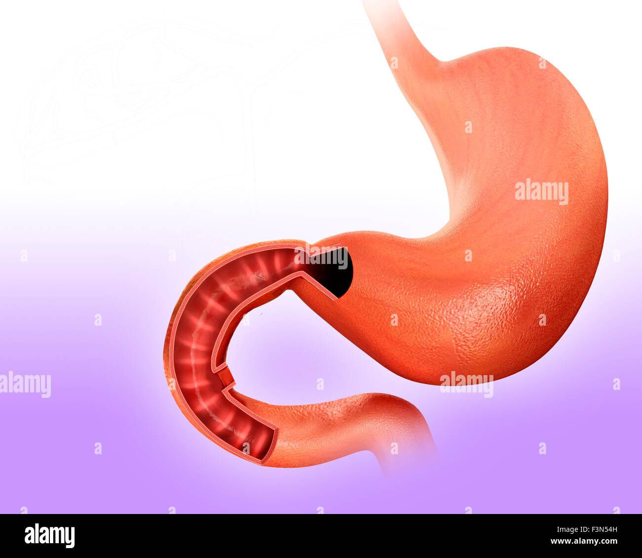 Intestino stomaco immagini e fotografie stock ad alta risoluzione - Alamy
