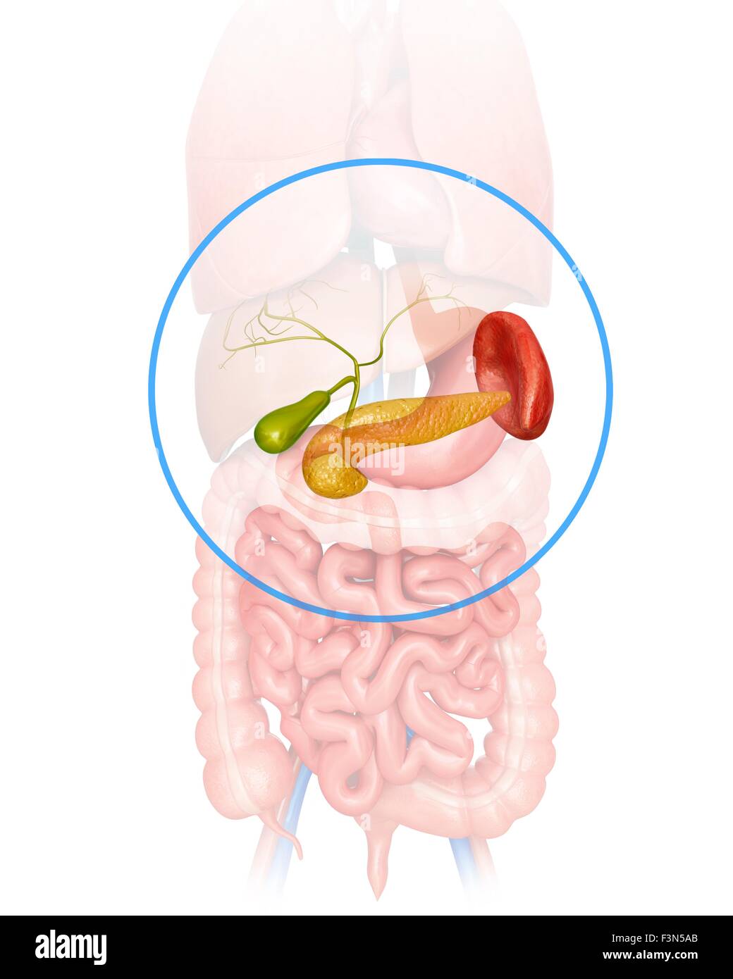Pancreas e milza immagini e fotografie stock ad alta risoluzione - Alamy