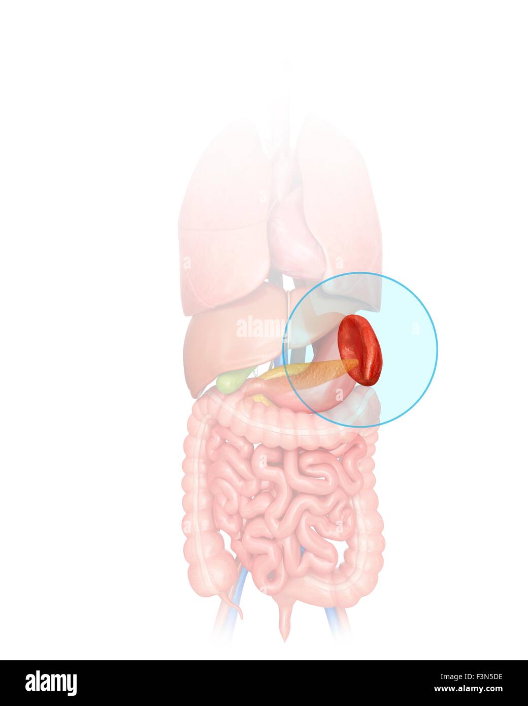 Anatomia della milza Immagini senza sfondo e Foto Stock ritagliate - Alamy