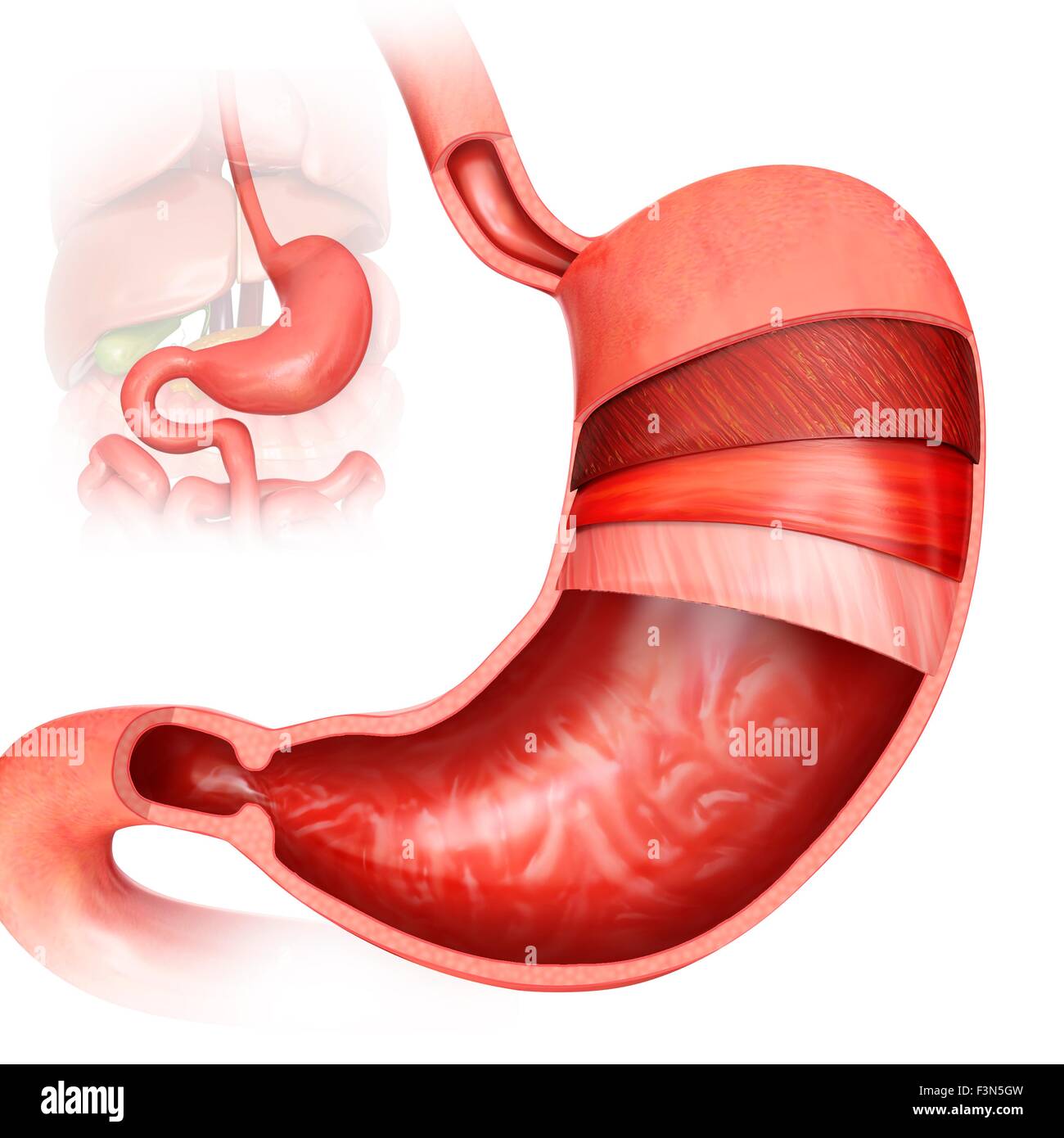 Strati di stomaco immagini e fotografie stock ad alta risoluzione - Alamy