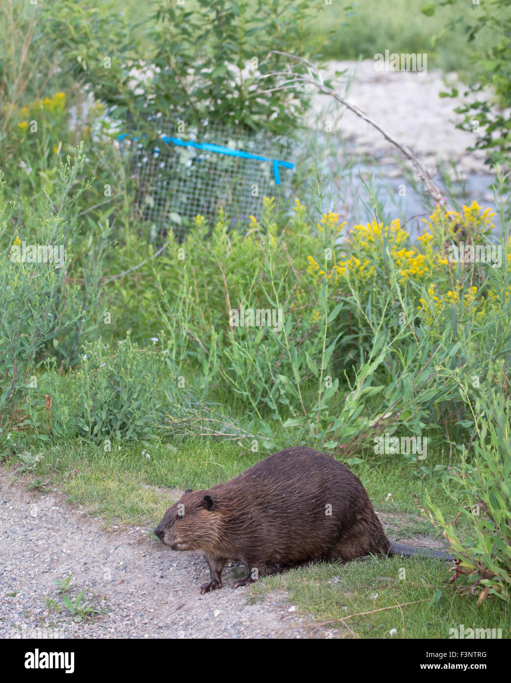 Recinti di castoro immagini e fotografie stock ad alta risoluzione - Alamy