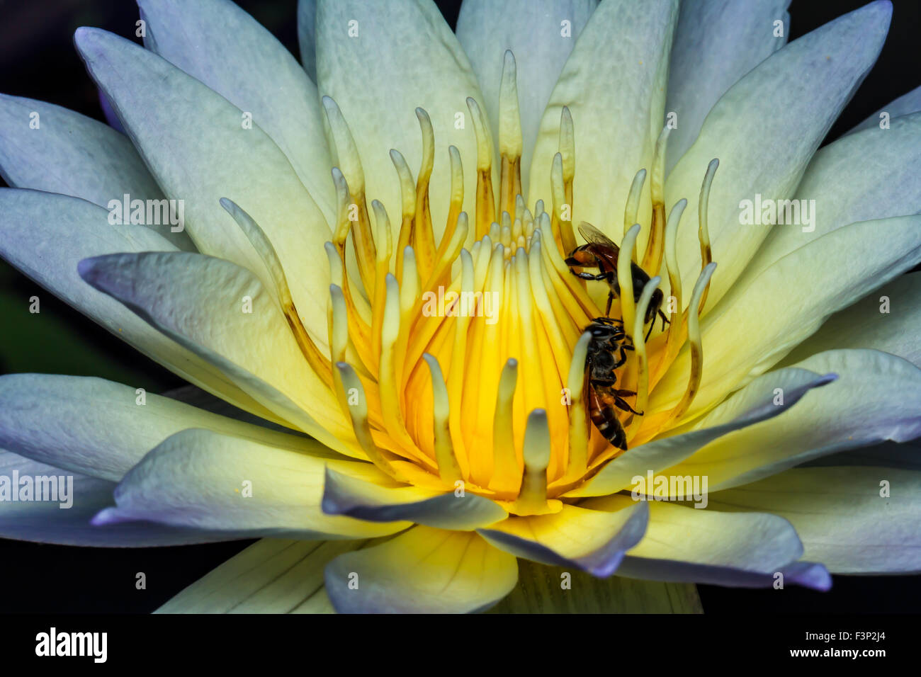 Ape sul campo rosa immagini e fotografie stock ad alta risoluzione - Alamy