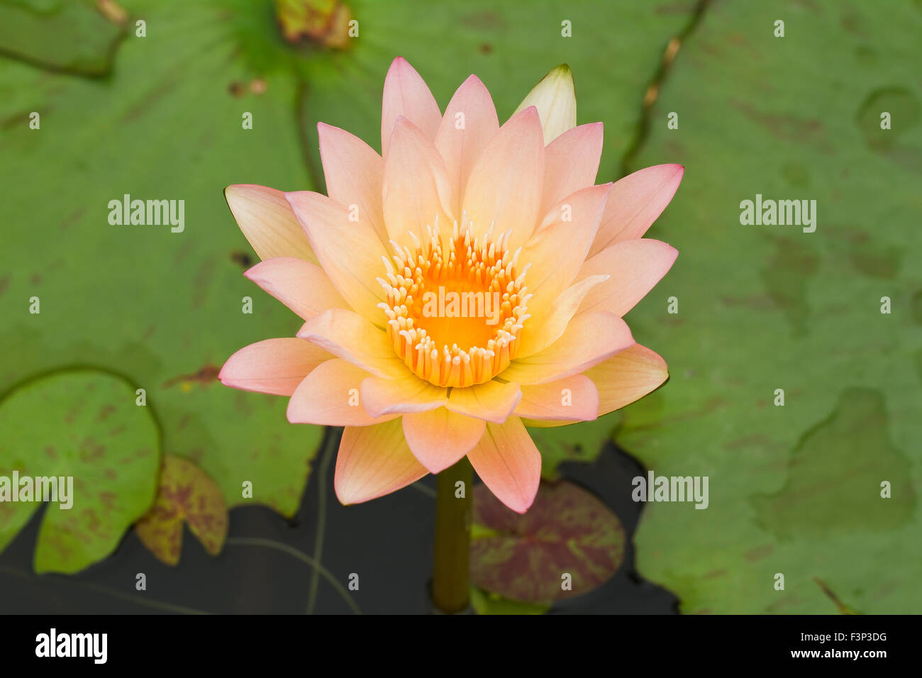 Ninfea rosa immagini e fotografie stock ad alta risoluzione - Alamy