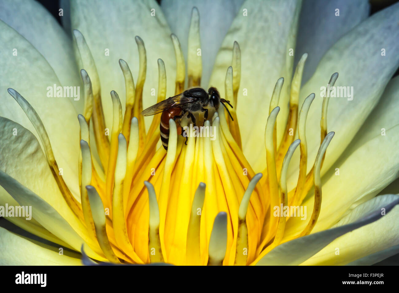 Ape sul campo rosa immagini e fotografie stock ad alta risoluzione - Alamy