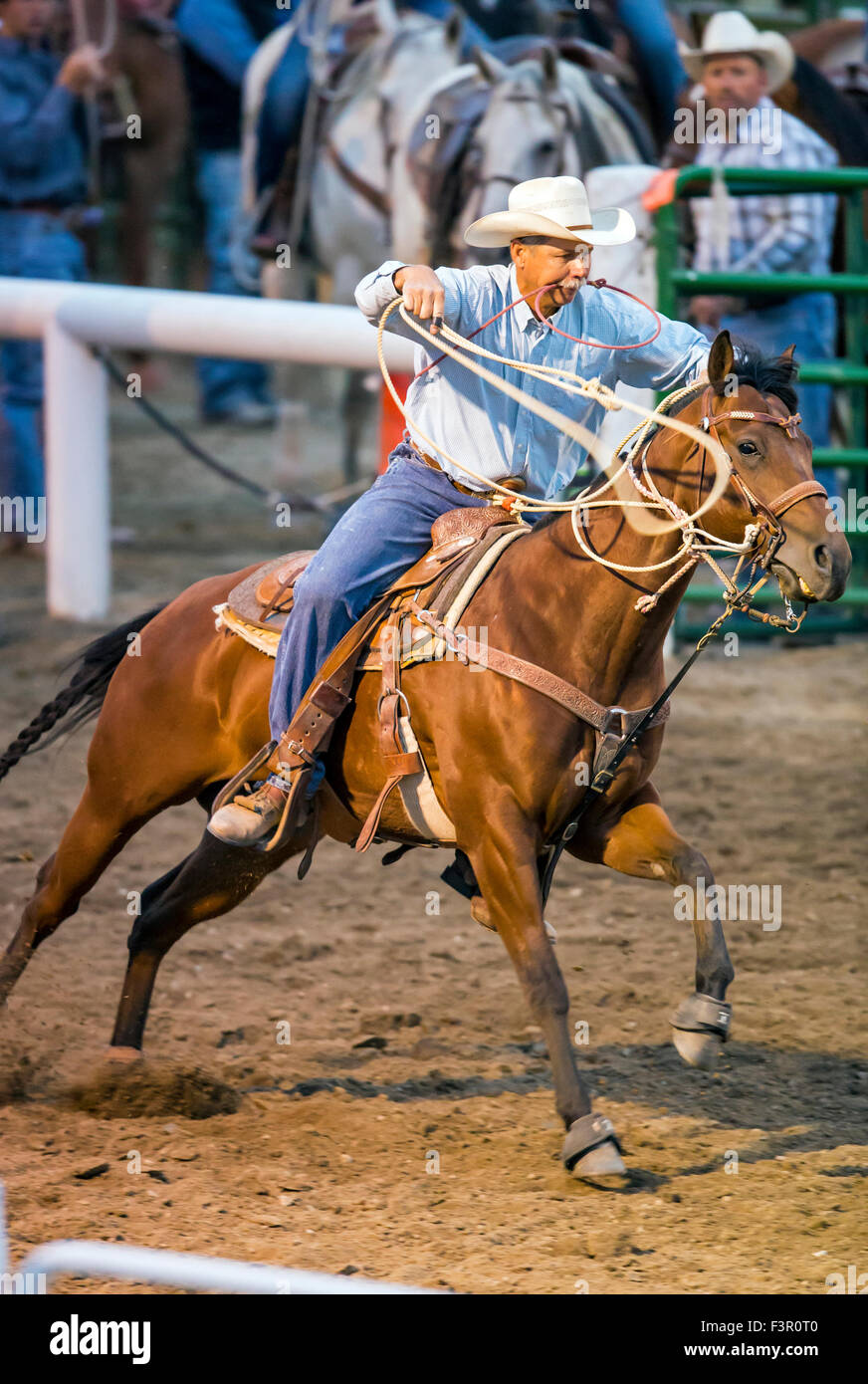 Rodeo cowgirl a cavallo in competizione in vitello, funi o tie-down ...