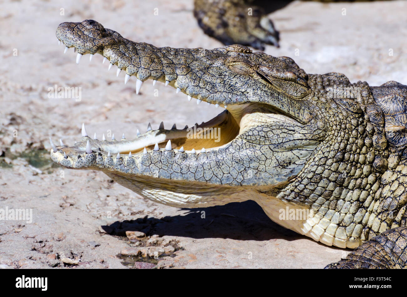 Sbadiglio del coccodrillo immagini e fotografie stock ad alta ...
