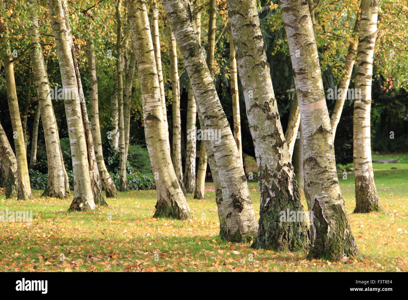 Tronco d'albero betulla pendula betulla d'argento immagini e fotografie ...