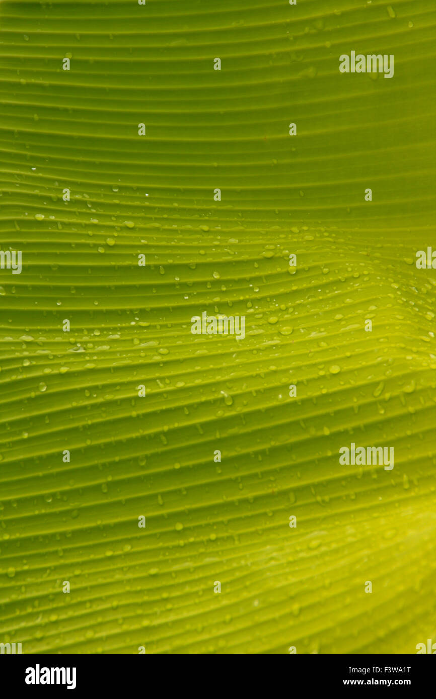 Banana plantage immagini e fotografie stock ad alta risoluzione - Alamy