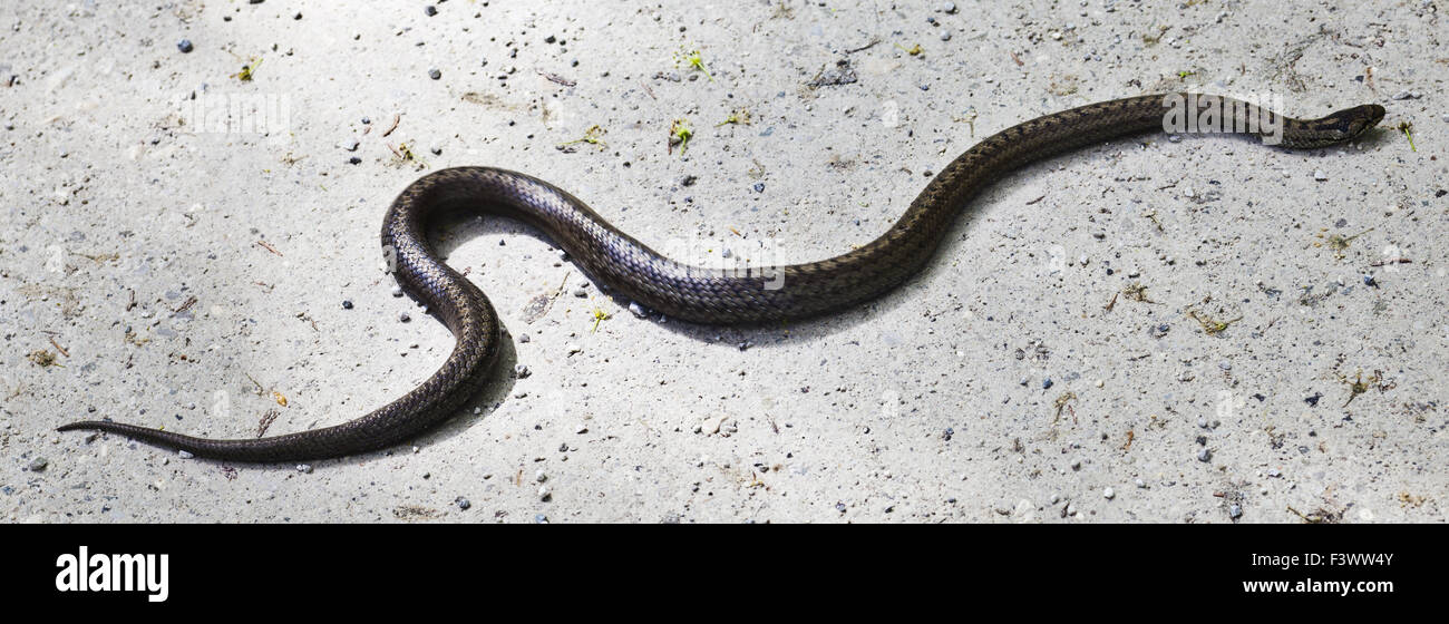 Ringelnatter natrix natrix grass snake immagini e fotografie stock ad ...