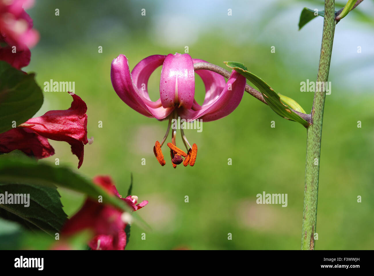 Turk giglio federale immagini e fotografie stock ad alta risoluzione ...