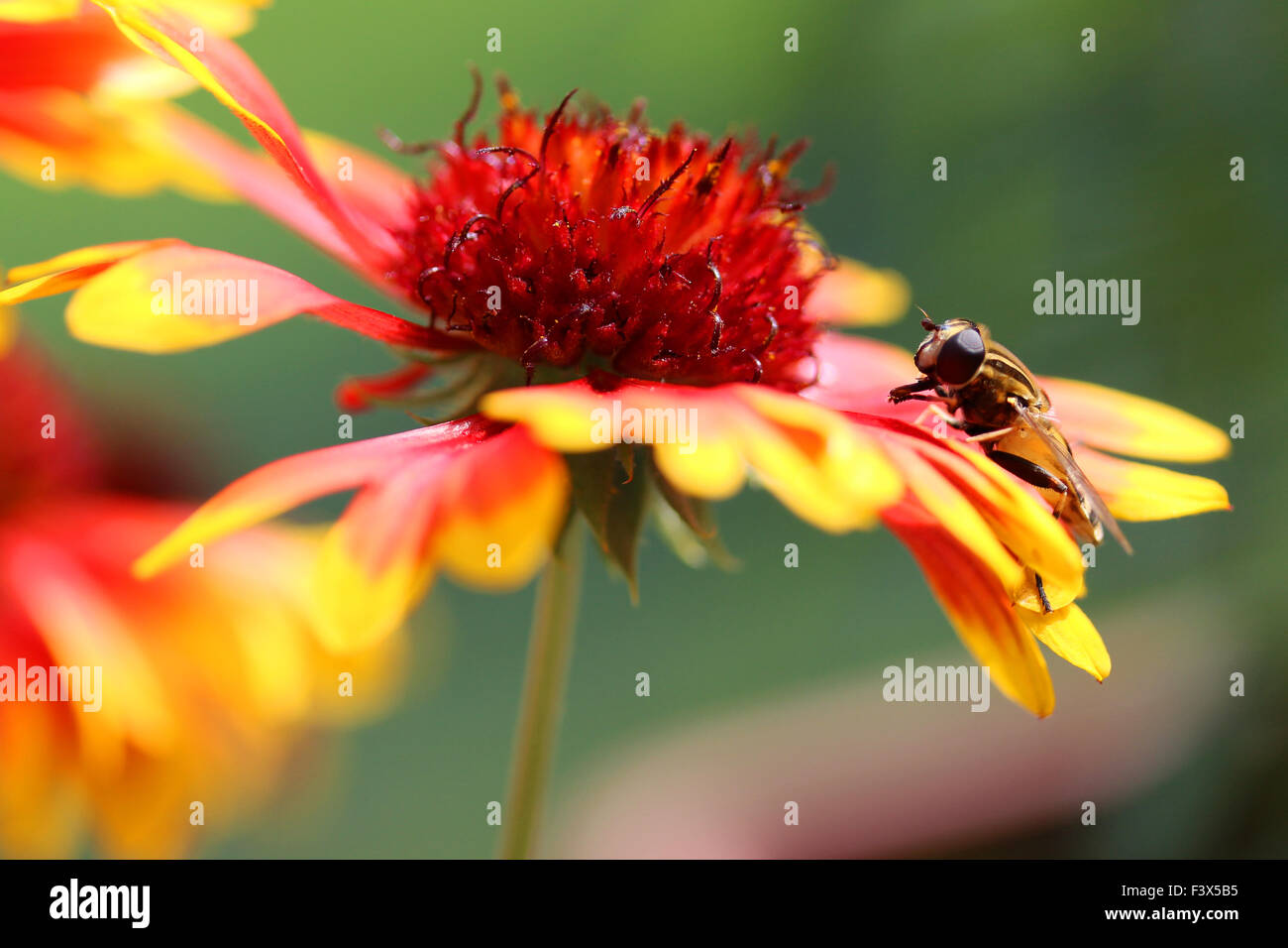Ape sulla fauna immagini e fotografie stock ad alta risoluzione - Alamy