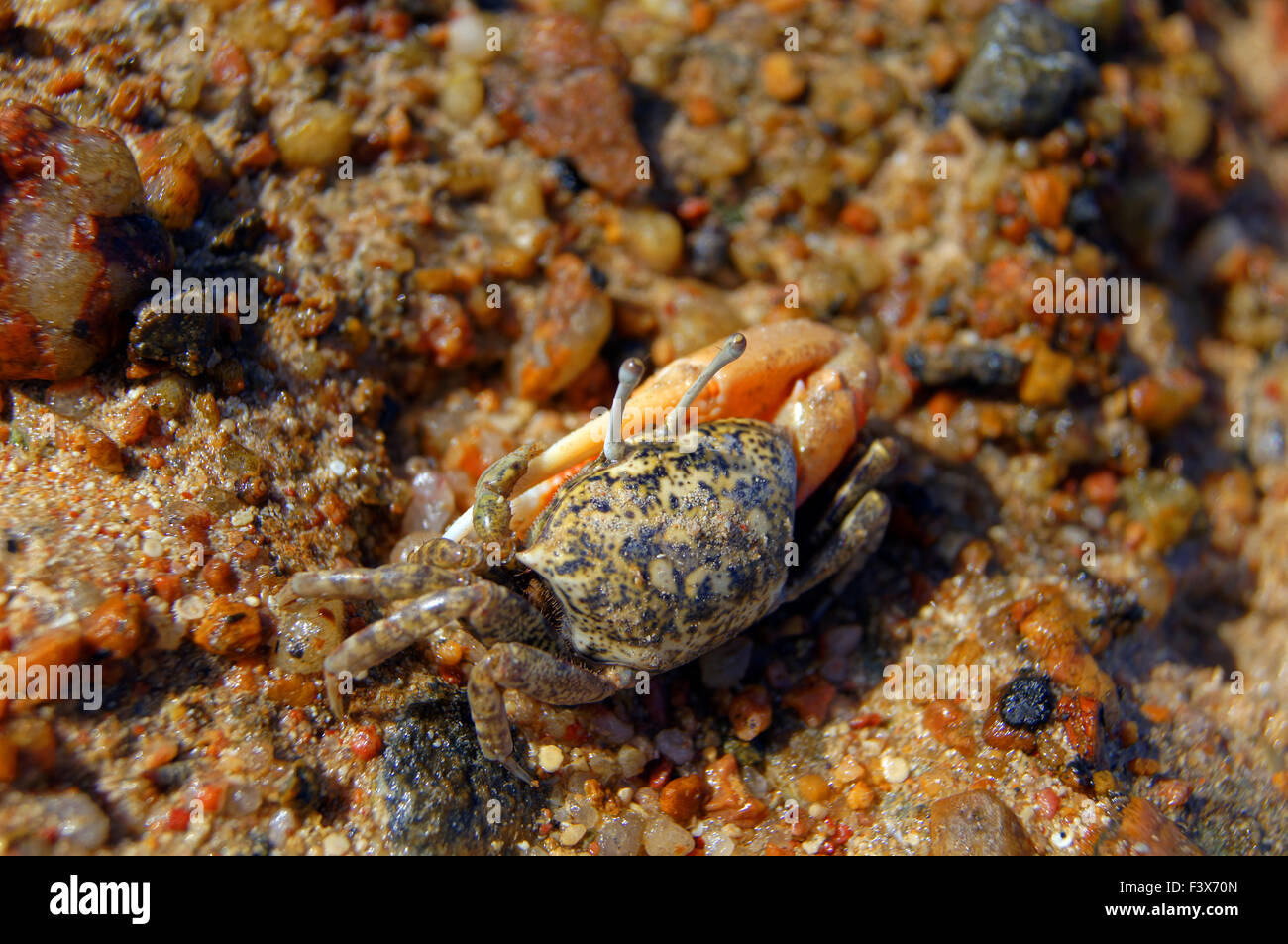 Postura del granchio immagini e fotografie stock ad alta risoluzione ...