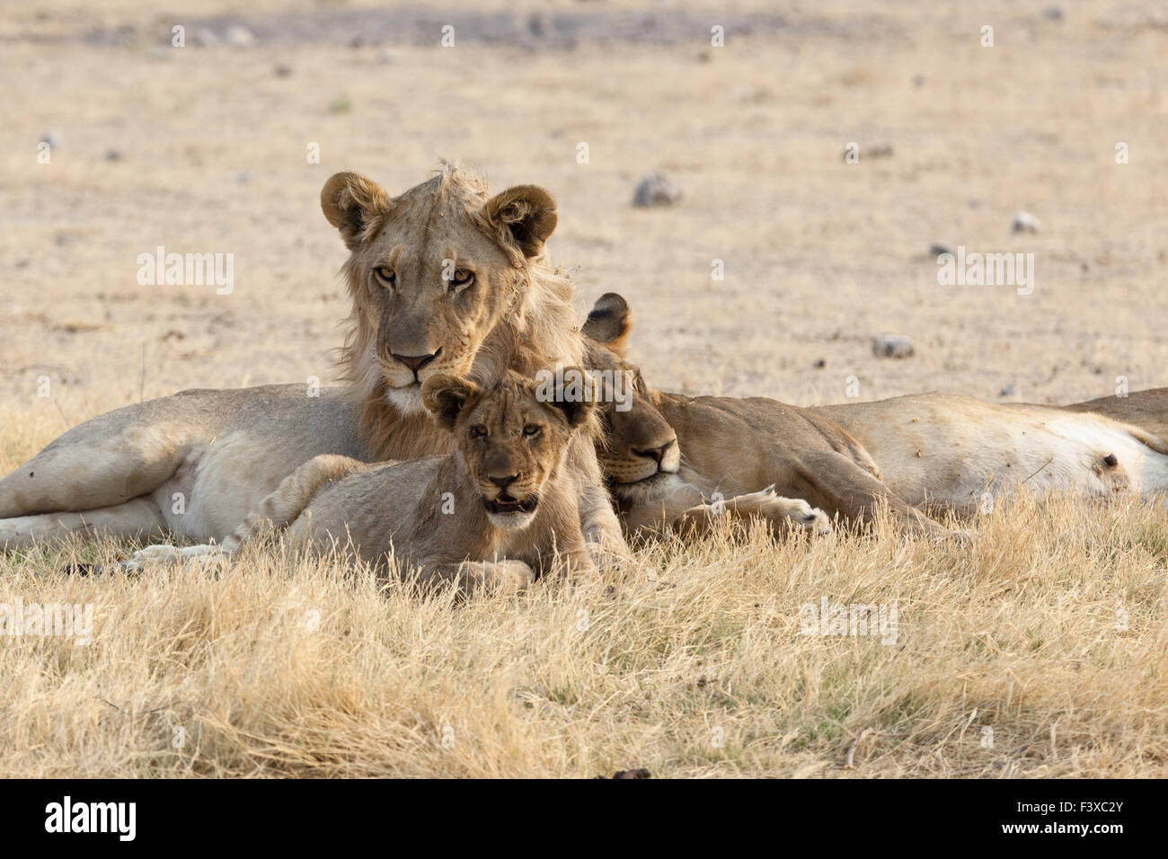 Famiglia di leoni immagini e fotografie stock ad alta risoluzione - Alamy
