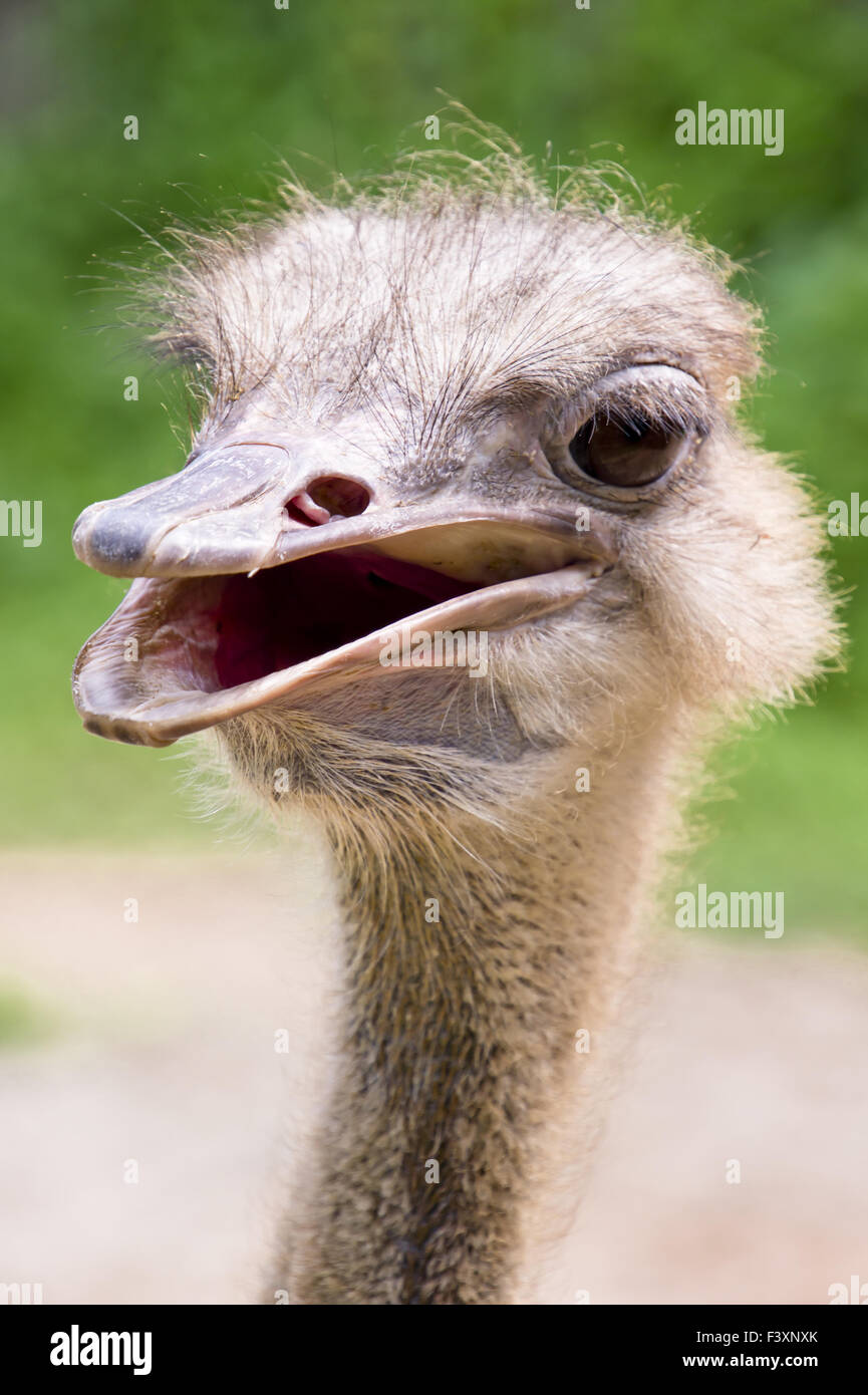 Lo struzzo arabo immagini e fotografie stock ad alta risoluzione - Alamy