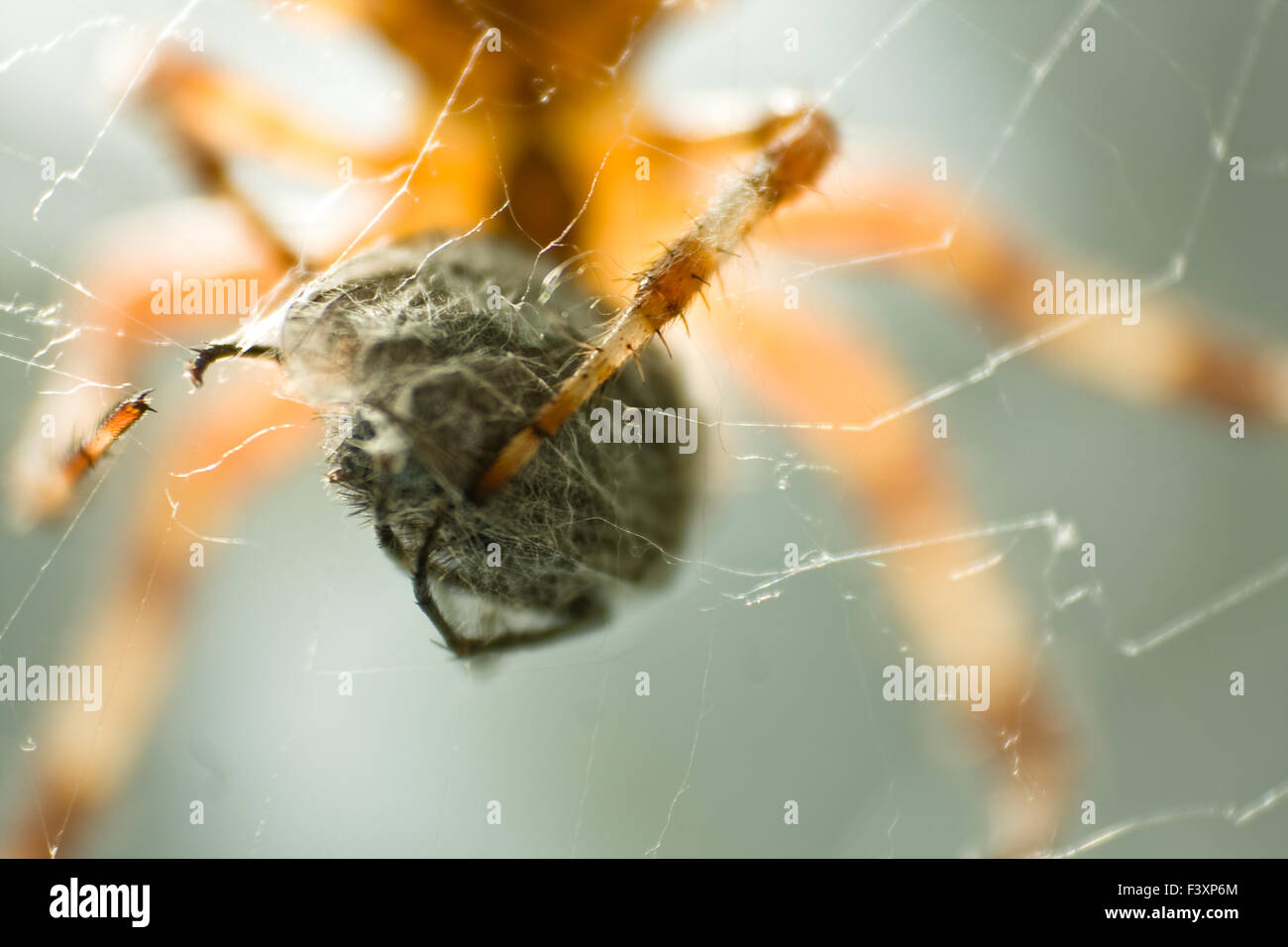 Mosca ragno immagini e fotografie stock ad alta risoluzione - Alamy