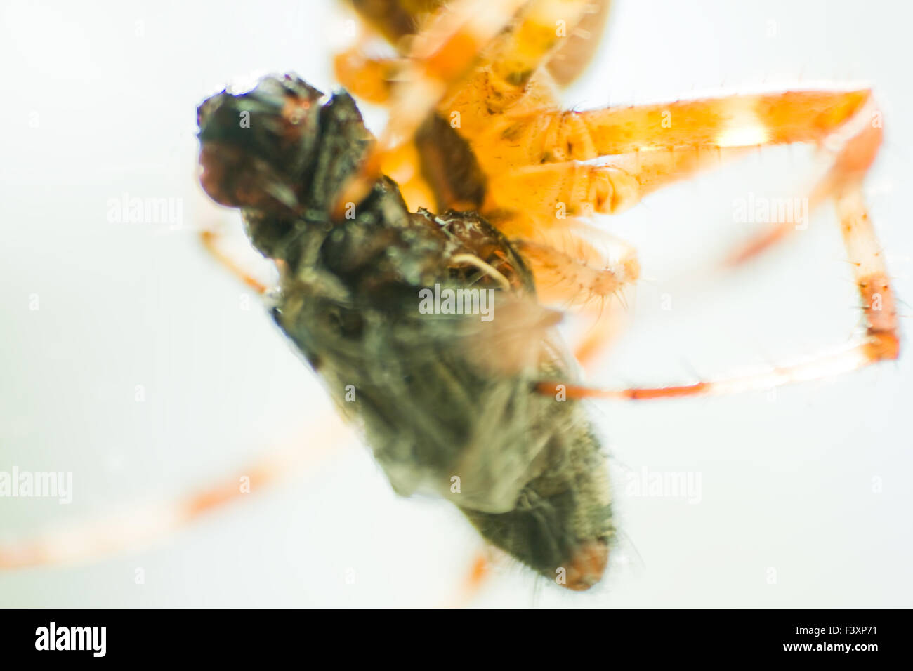 Mosca ragno immagini e fotografie stock ad alta risoluzione - Alamy