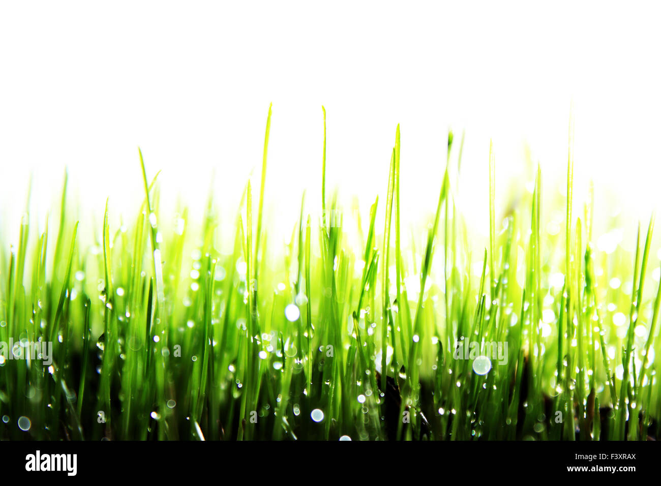 Erba del prato di wiese gras immagini e fotografie stock ad alta ...