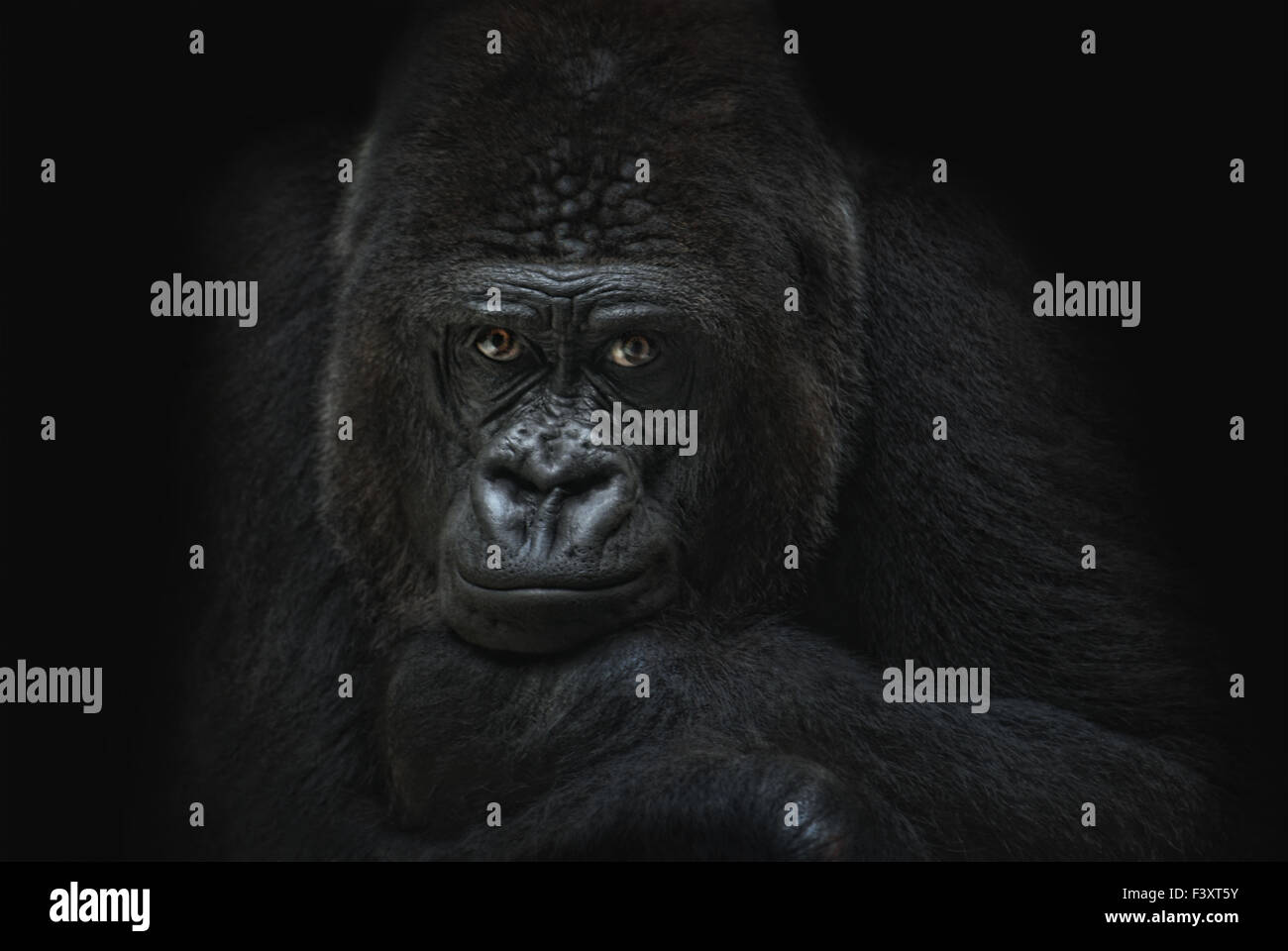 La rapina immagini e fotografie stock ad alta risoluzione - Alamy