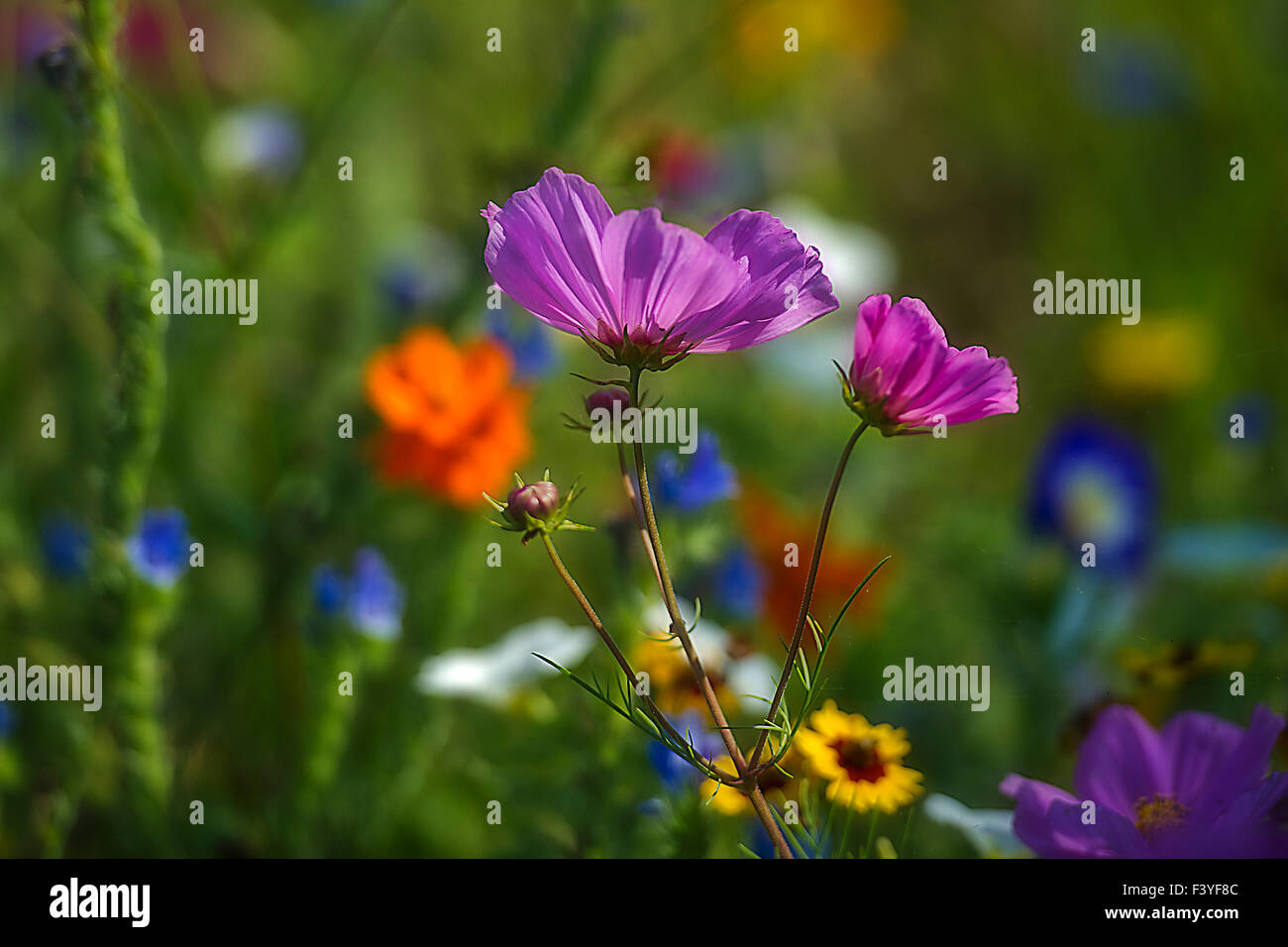 Prato fiorito immagini e fotografie stock ad alta risoluzione - Alamy