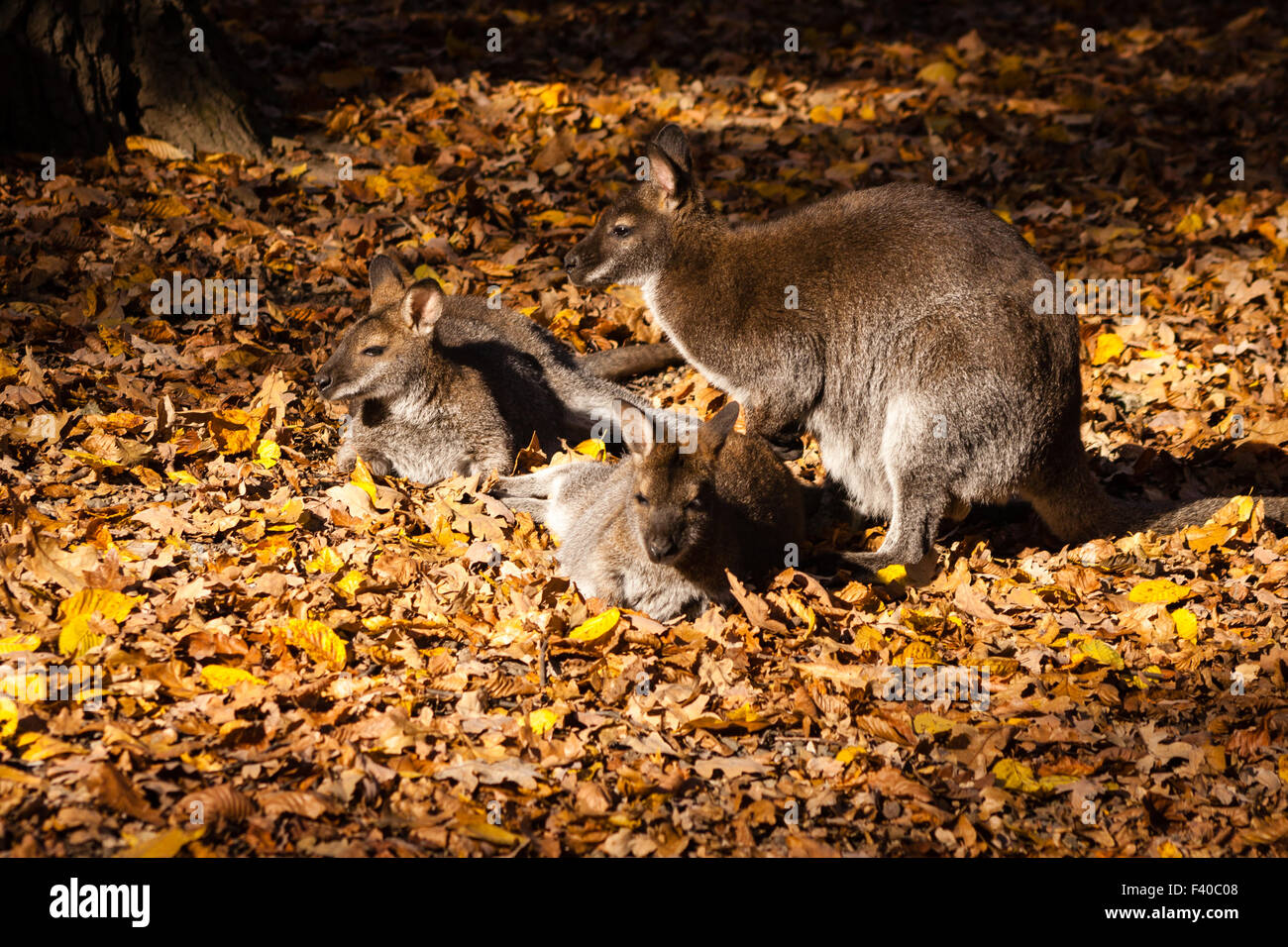 Tramonto con canguri immagini e fotografie stock ad alta risoluzione ...