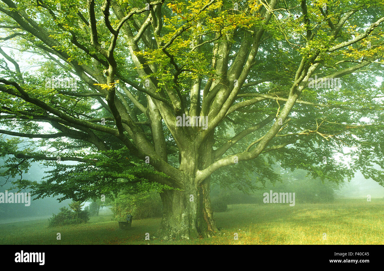 Fagus di faggio immagini e fotografie stock ad alta risoluzione - Alamy